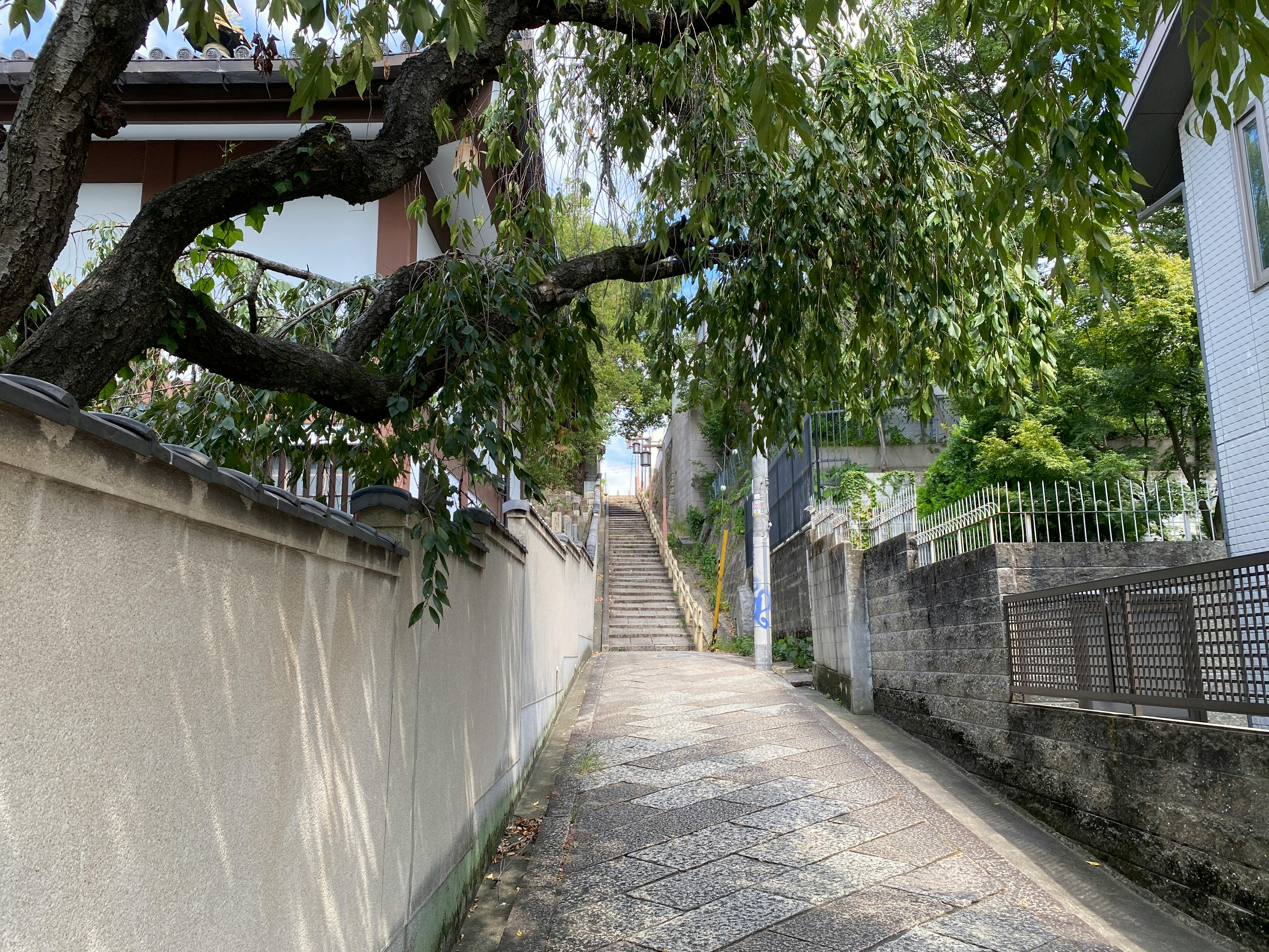 Arjun Tree Photos, Download The BEST Free Arjun Tree Stock Photos & HD ...