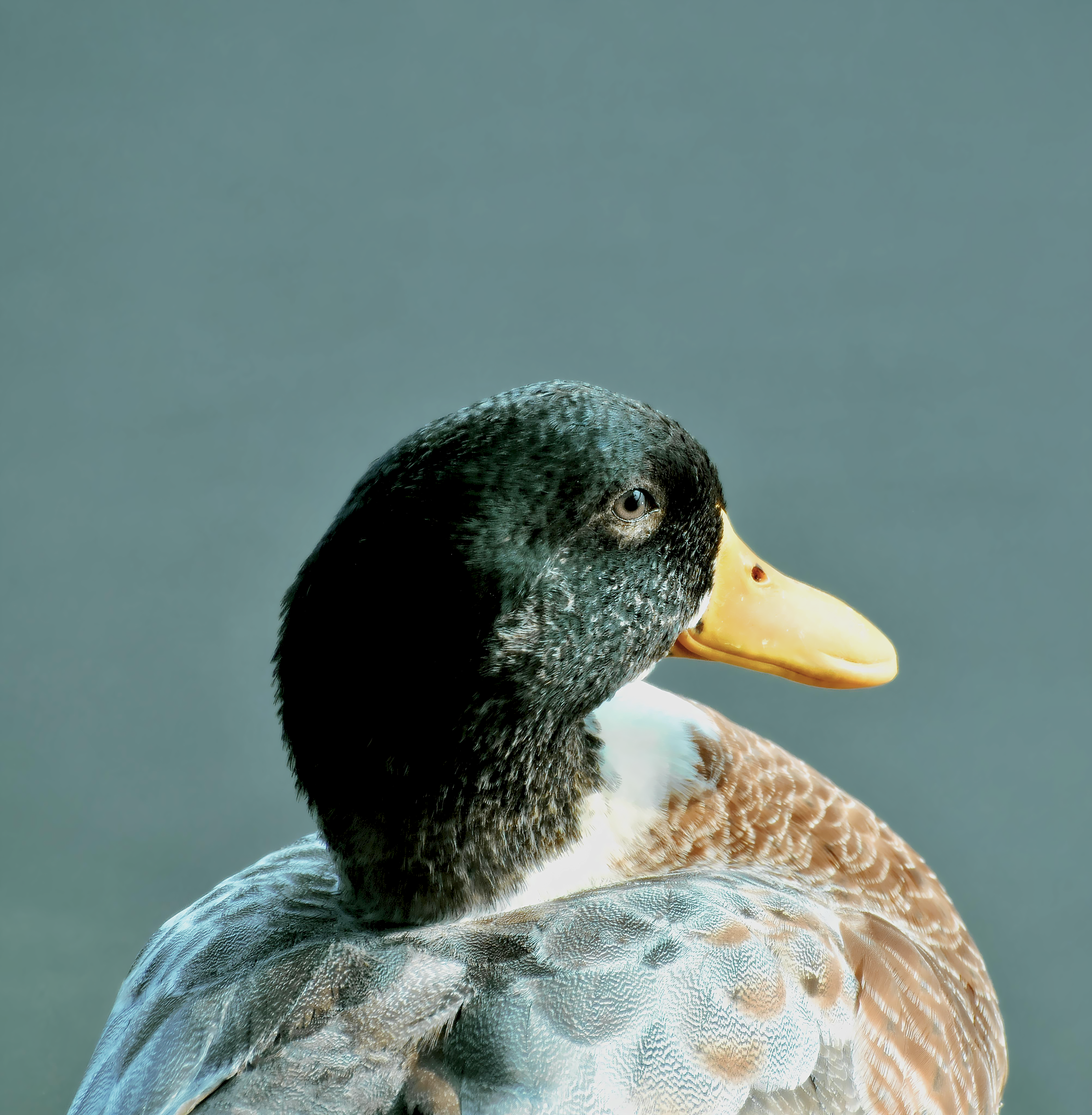 Duck+Pfp Photos, Download The BEST Free Duck+Pfp Stock Photos & HD Images