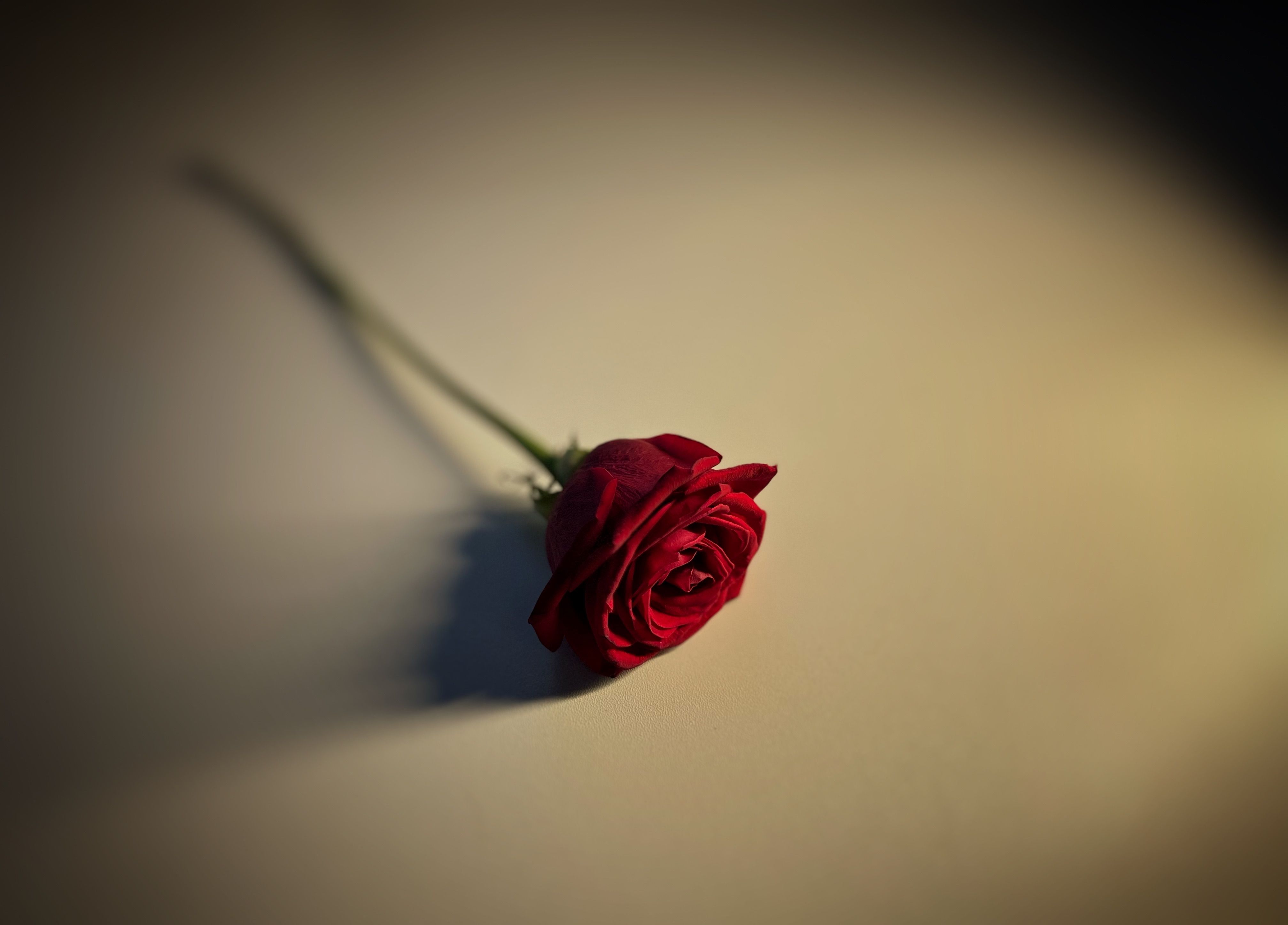 Single Red Rose on Neutral Background · Free Stock Photo