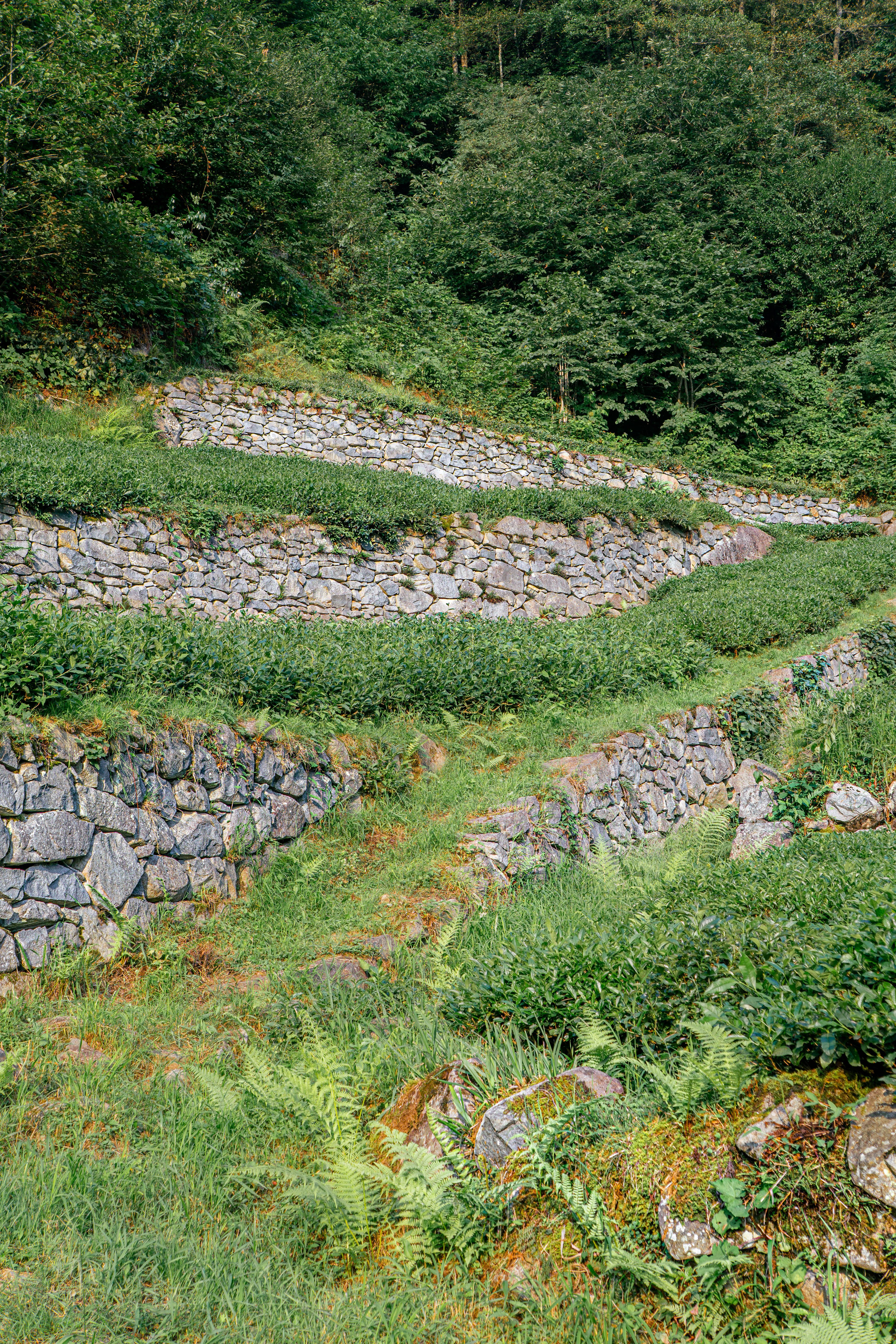Lush Terraced Landscape with Stone Walls · Free Stock Photo