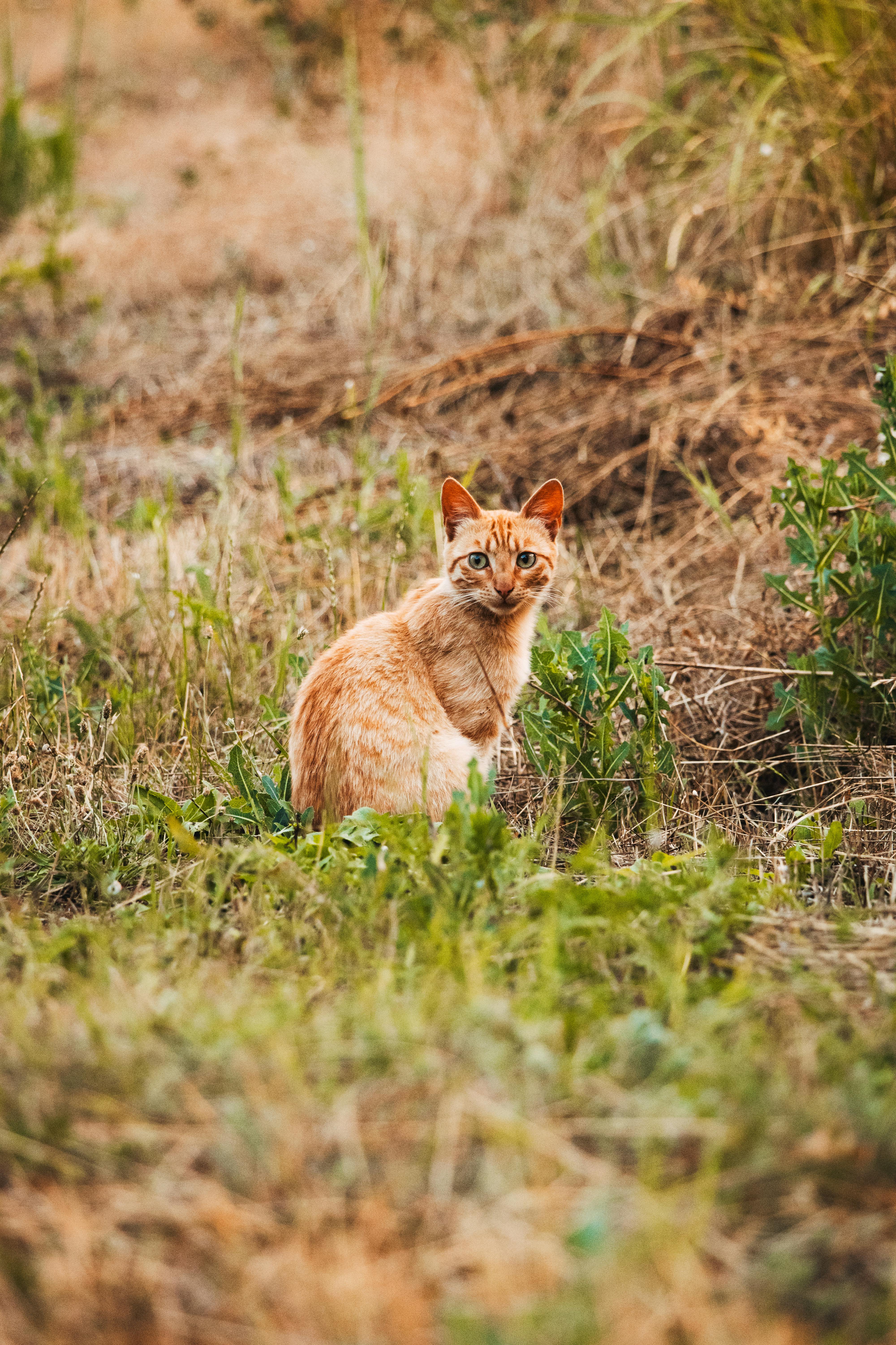 Grass In Yard Photos, Download The BEST Free Grass In Yard Stock Photos ...