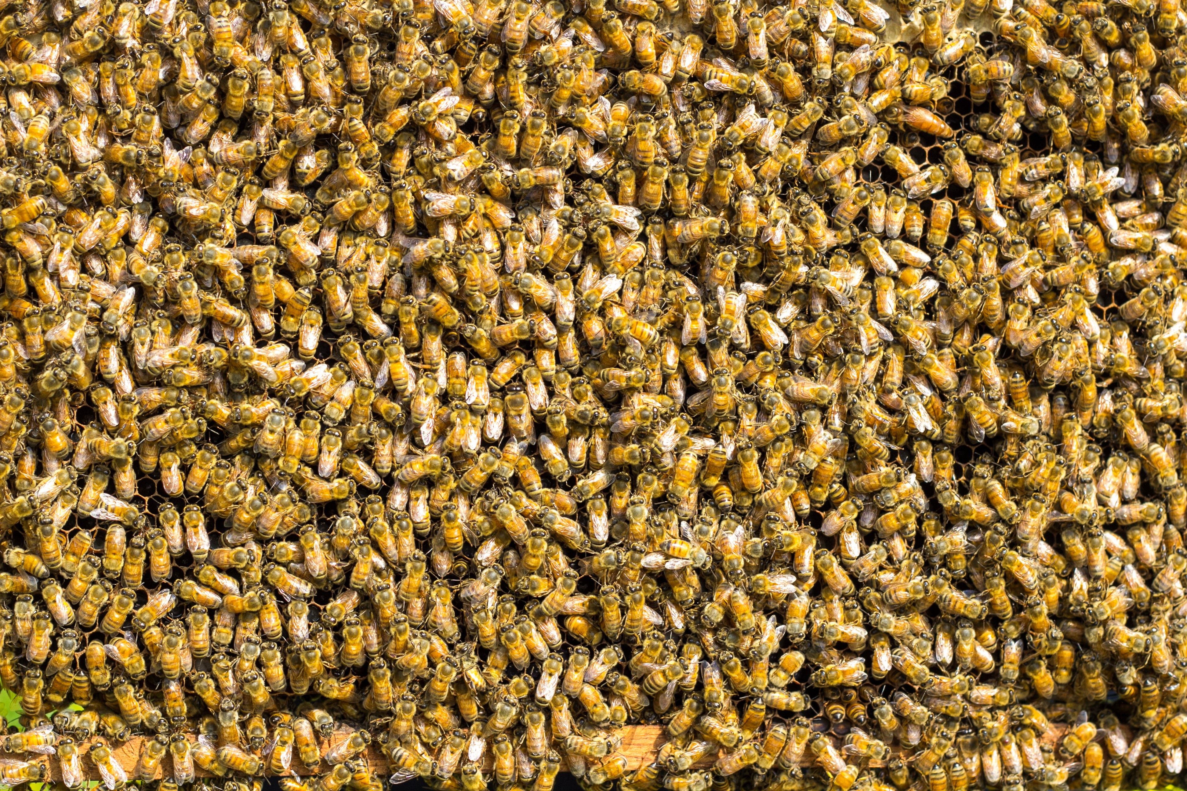 Bees Wax Photos, Download The BEST Free Bees Wax Stock Photos & HD Images
