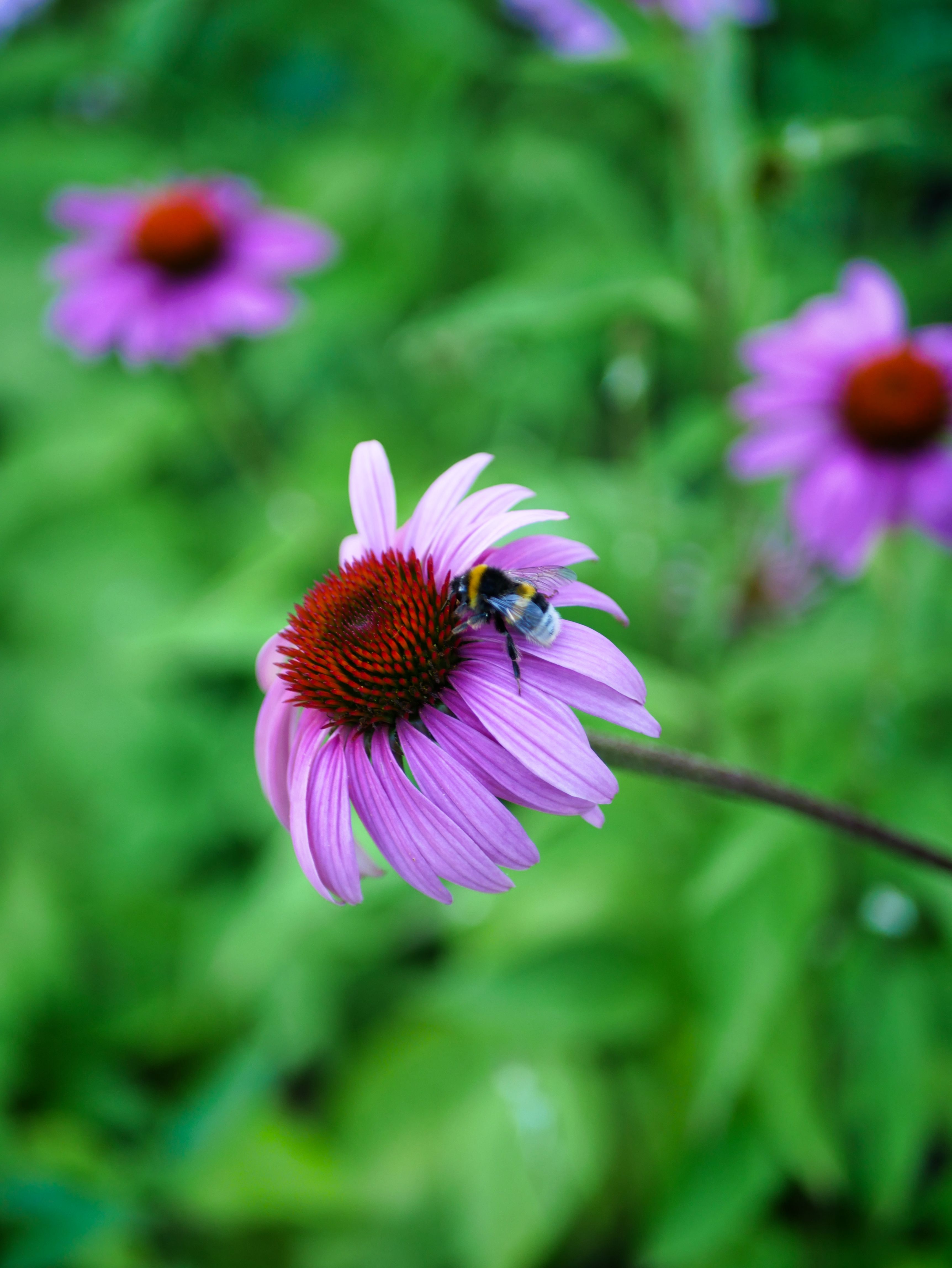 Bumblebee Photos, Download The BEST Free Bumblebee Stock Photos & HD Images