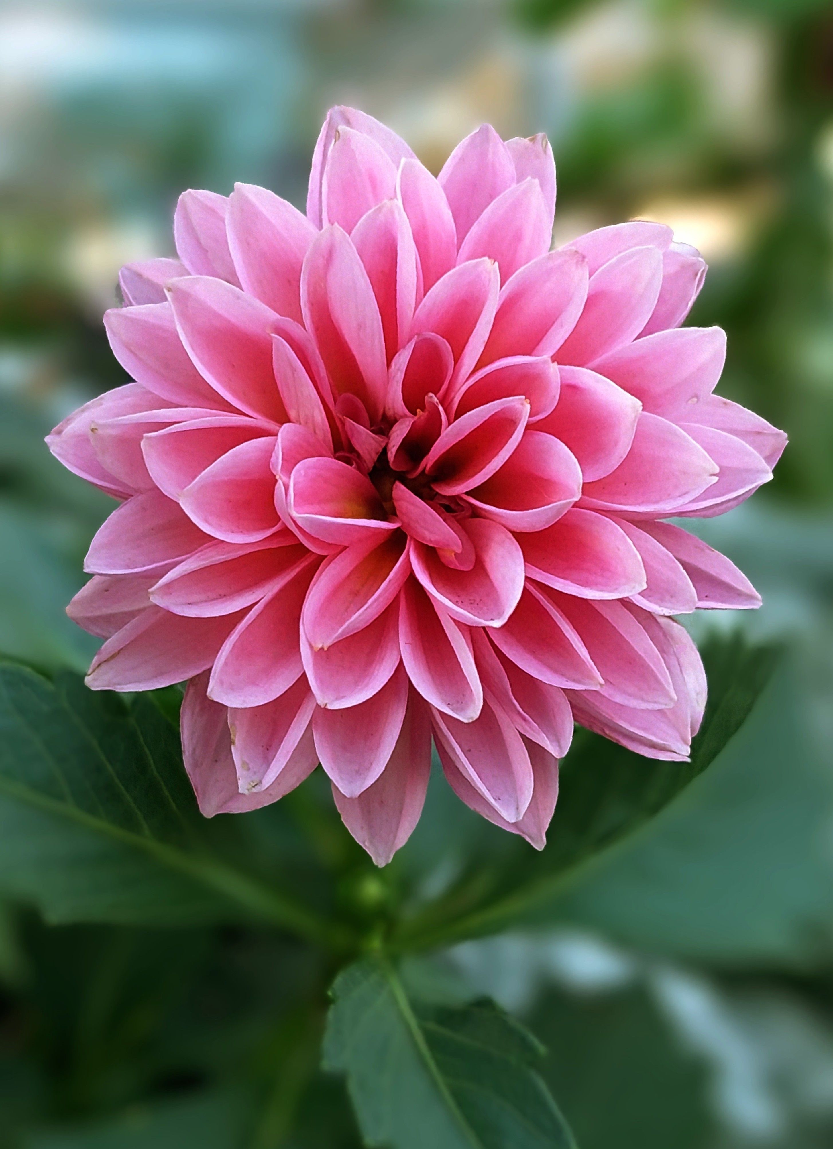 Flower Bukey Photos, Download The BEST Free Flower Bukey Stock Photos ...