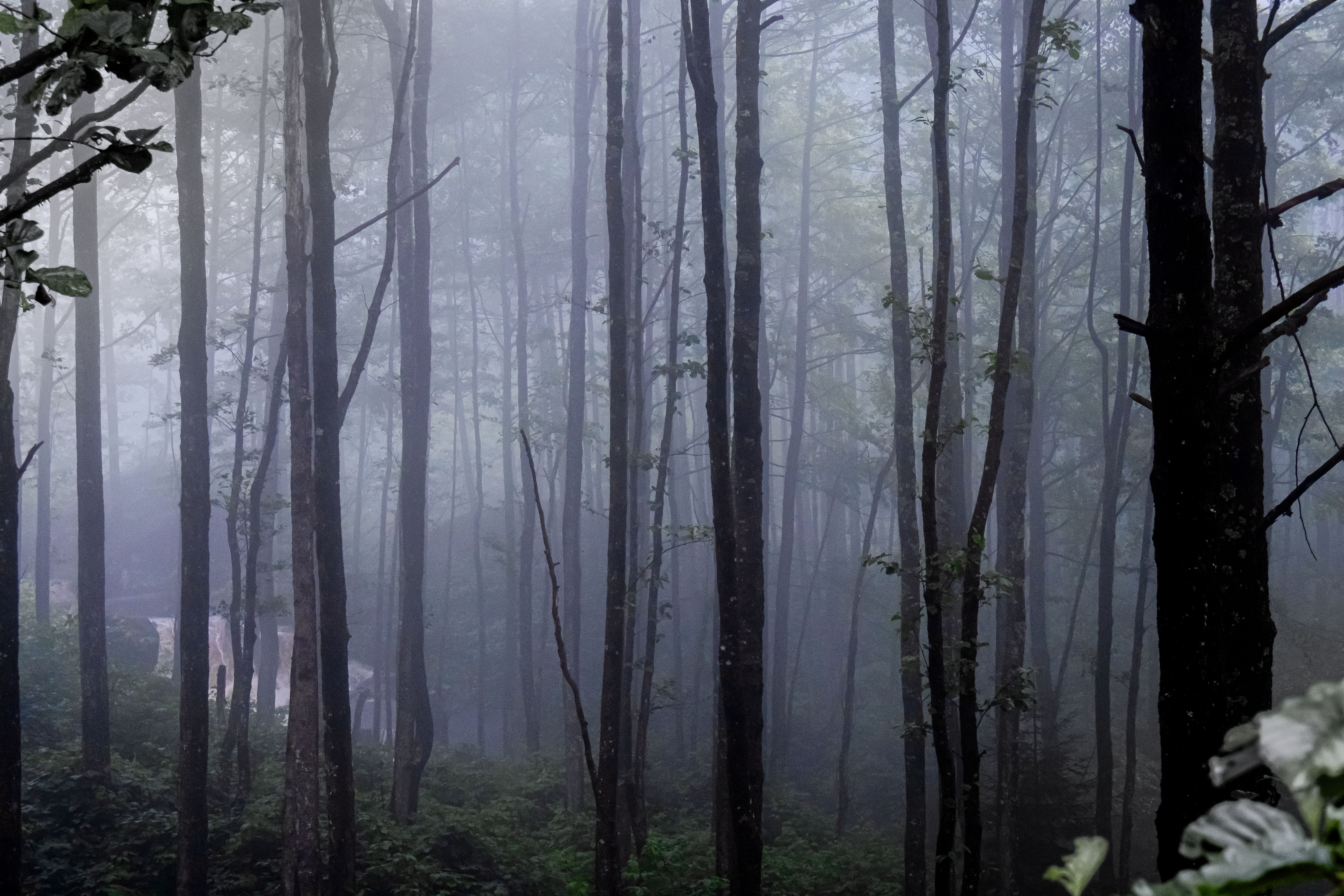 Misty Forest Landscape in Rize, Türkiye · Free Stock Photo