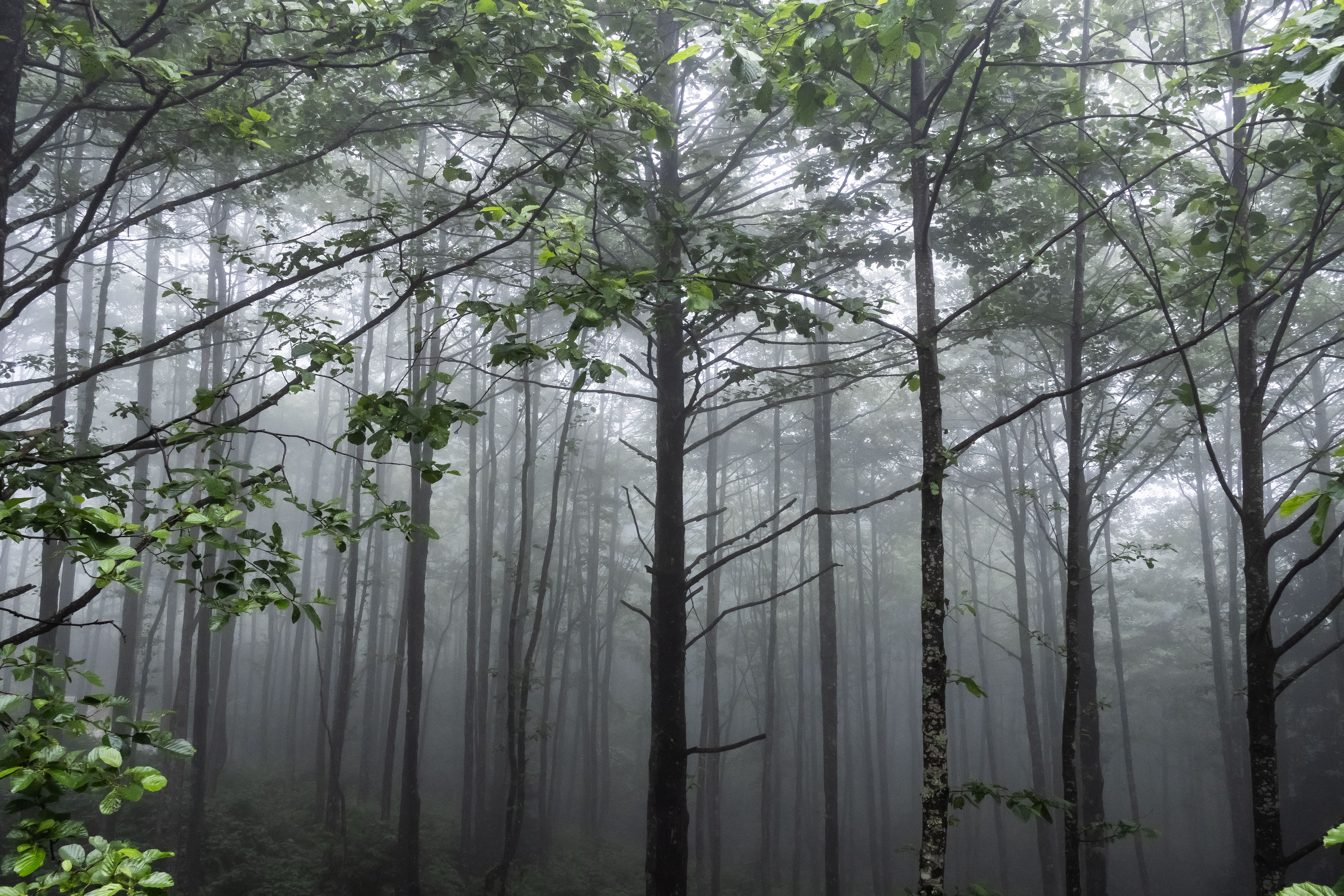 Misty Forest Landscape in Rize, Türkiye · Free Stock Photo