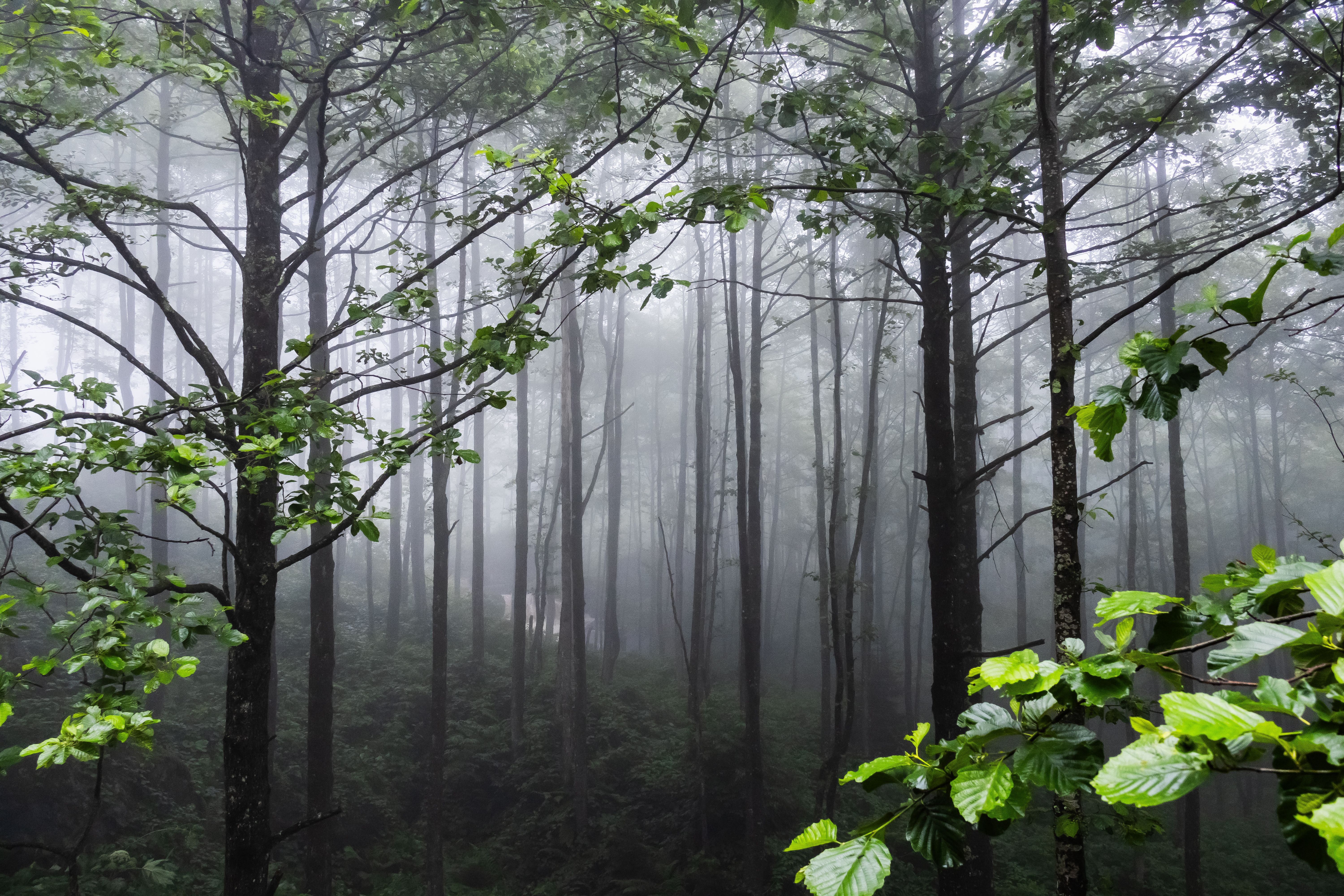 Misty Forest Scene in Rize, Türkiye · Free Stock Photo