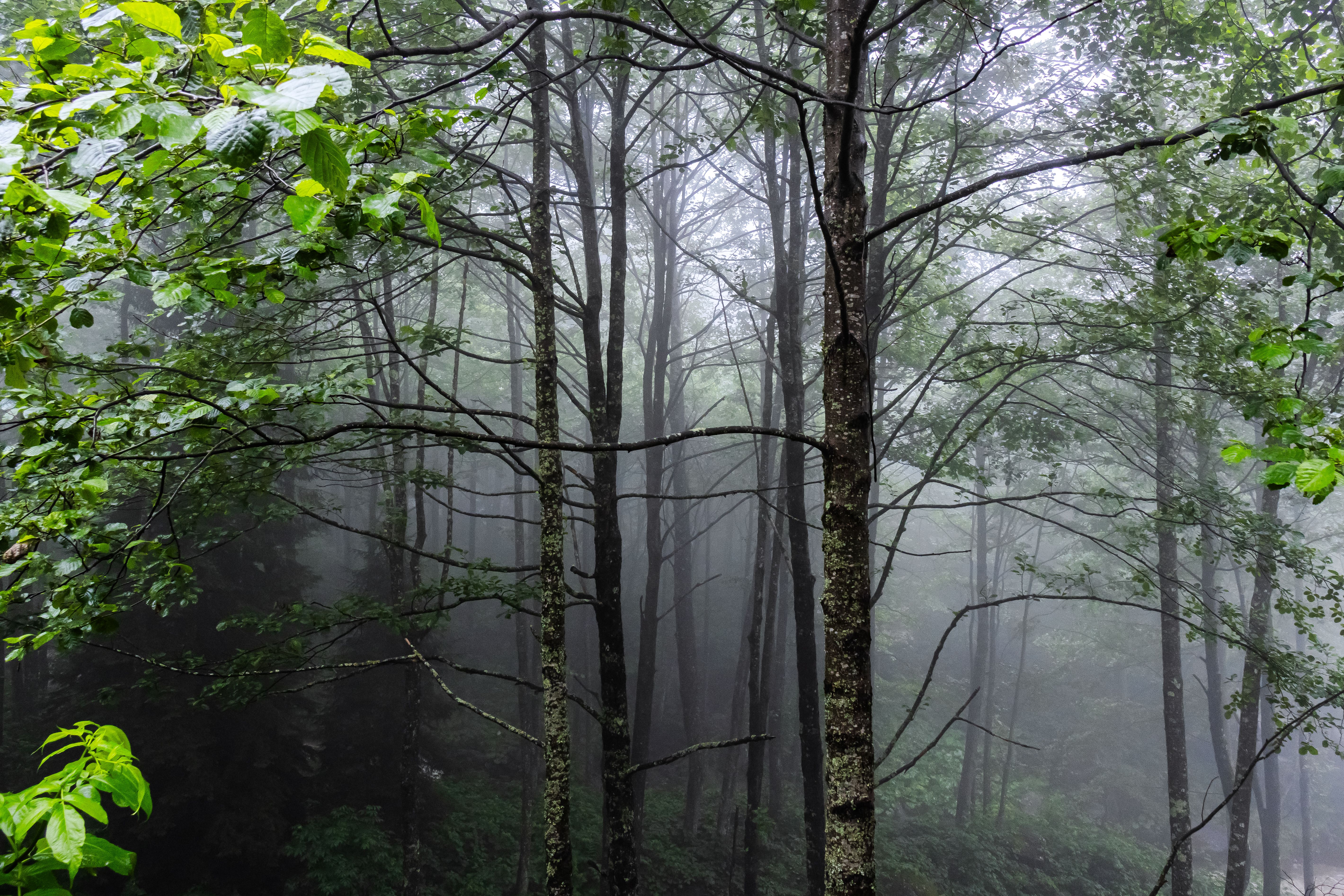Misty Forest View in Rize, Türkiye · Free Stock Photo