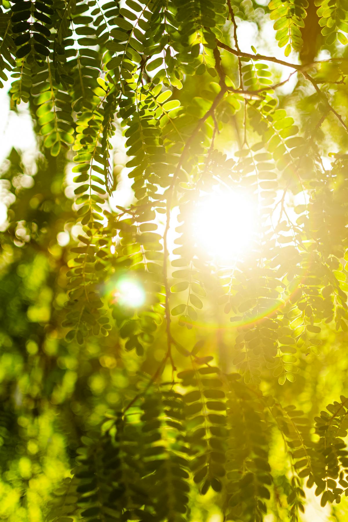 Greenery Background Photos, Download The BEST Free Greenery Background ...