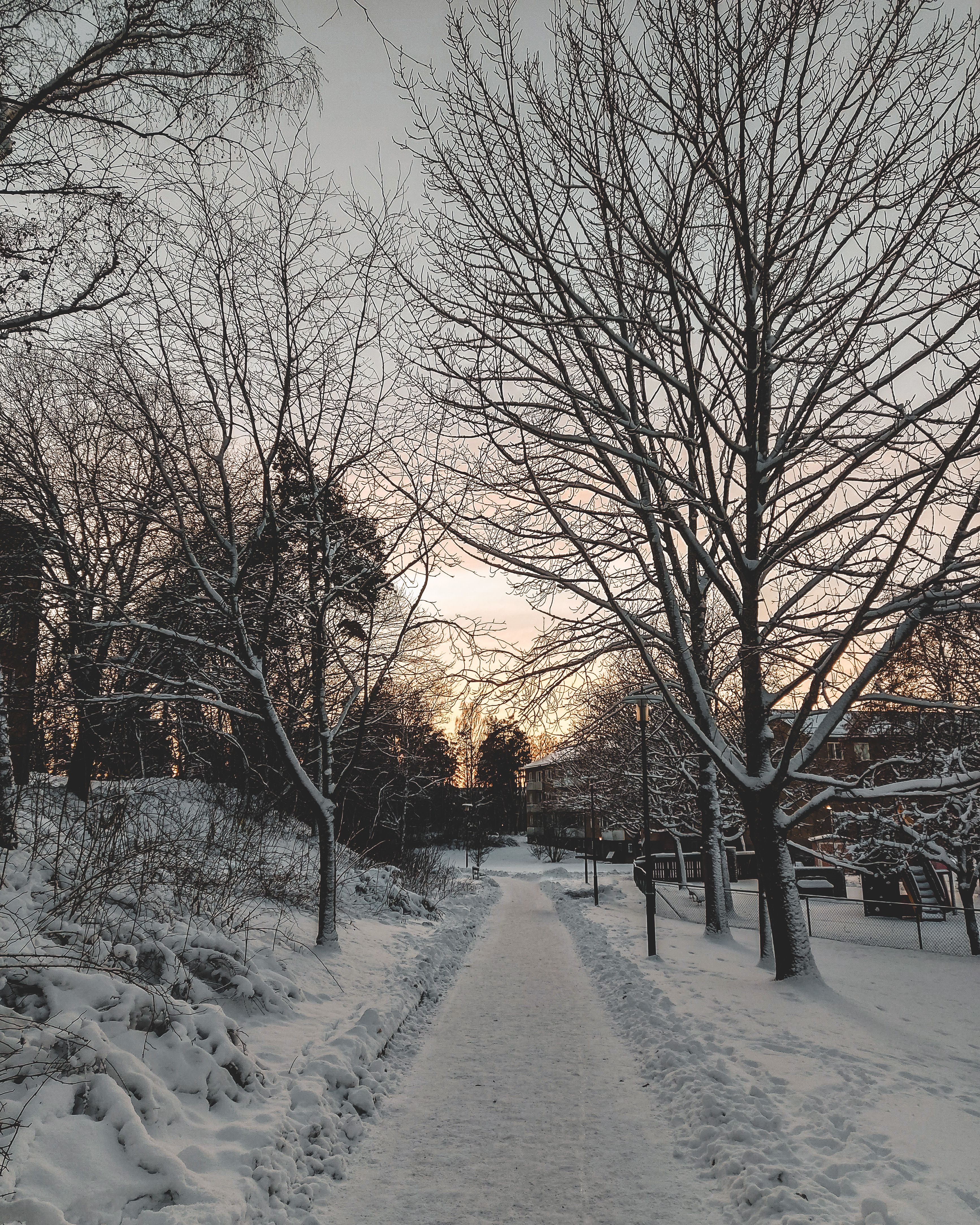 Serene Snowy Path at Winter Sunset · Free Stock Photo