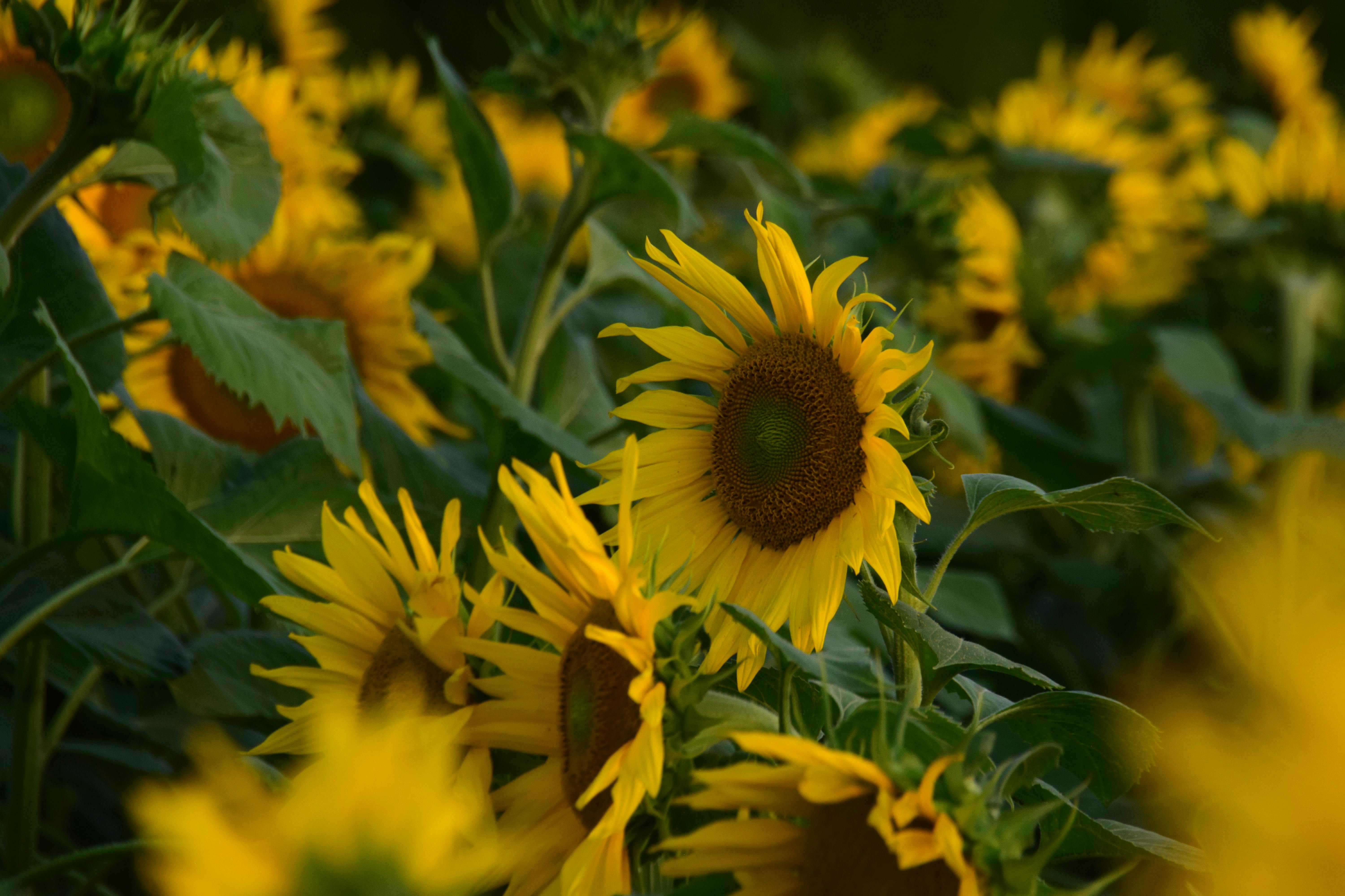 Sparrows+On+A+Branch+Enjoy+Spring+Blooms Photos, Download The BEST Free ...