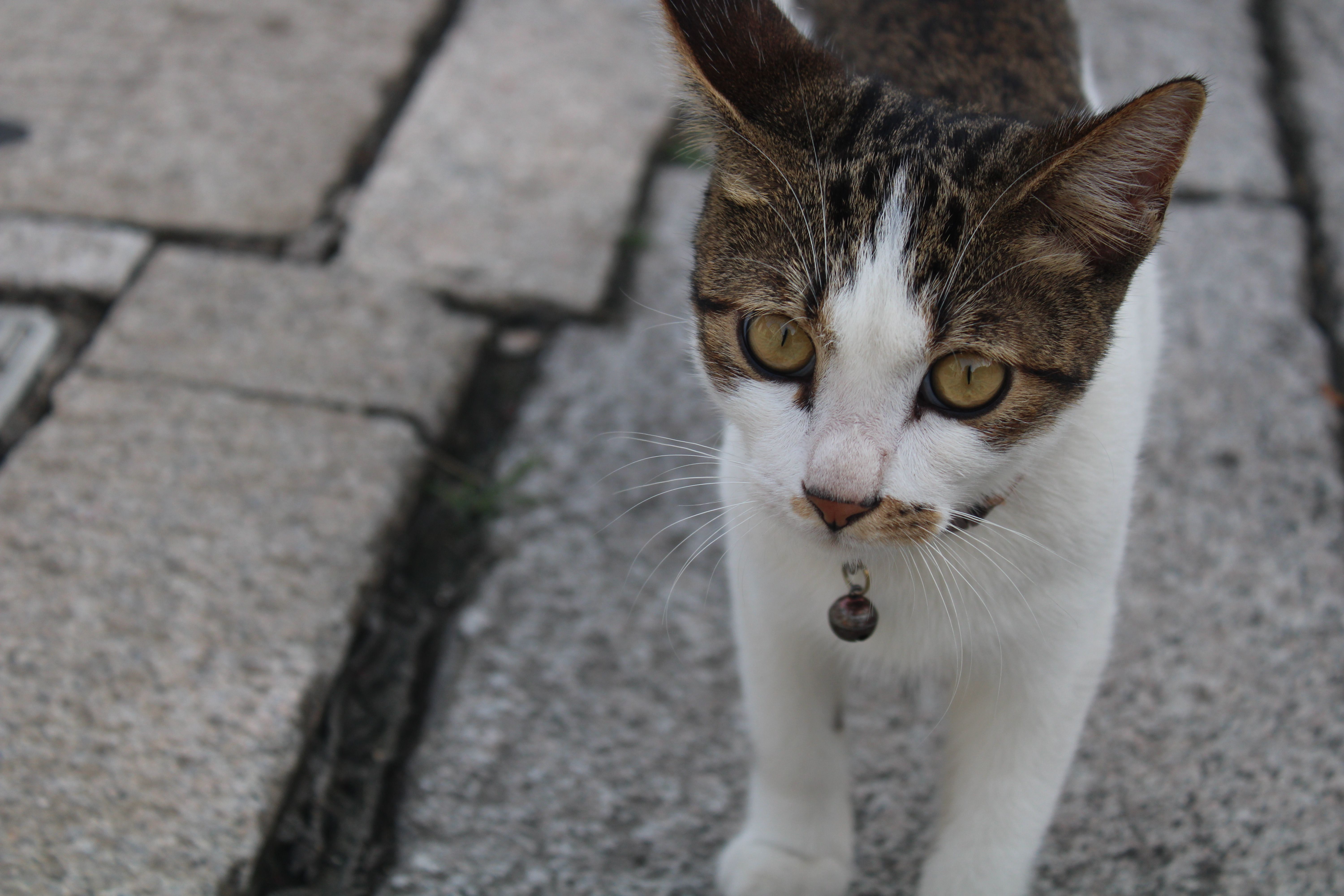 Close-up of curious cat walking outdoors · Free Stock Photo