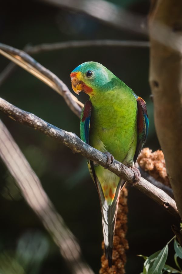 Parrot 4k Wallpaper Photos, Download The BEST Free Parrot 4k Wallpaper ...