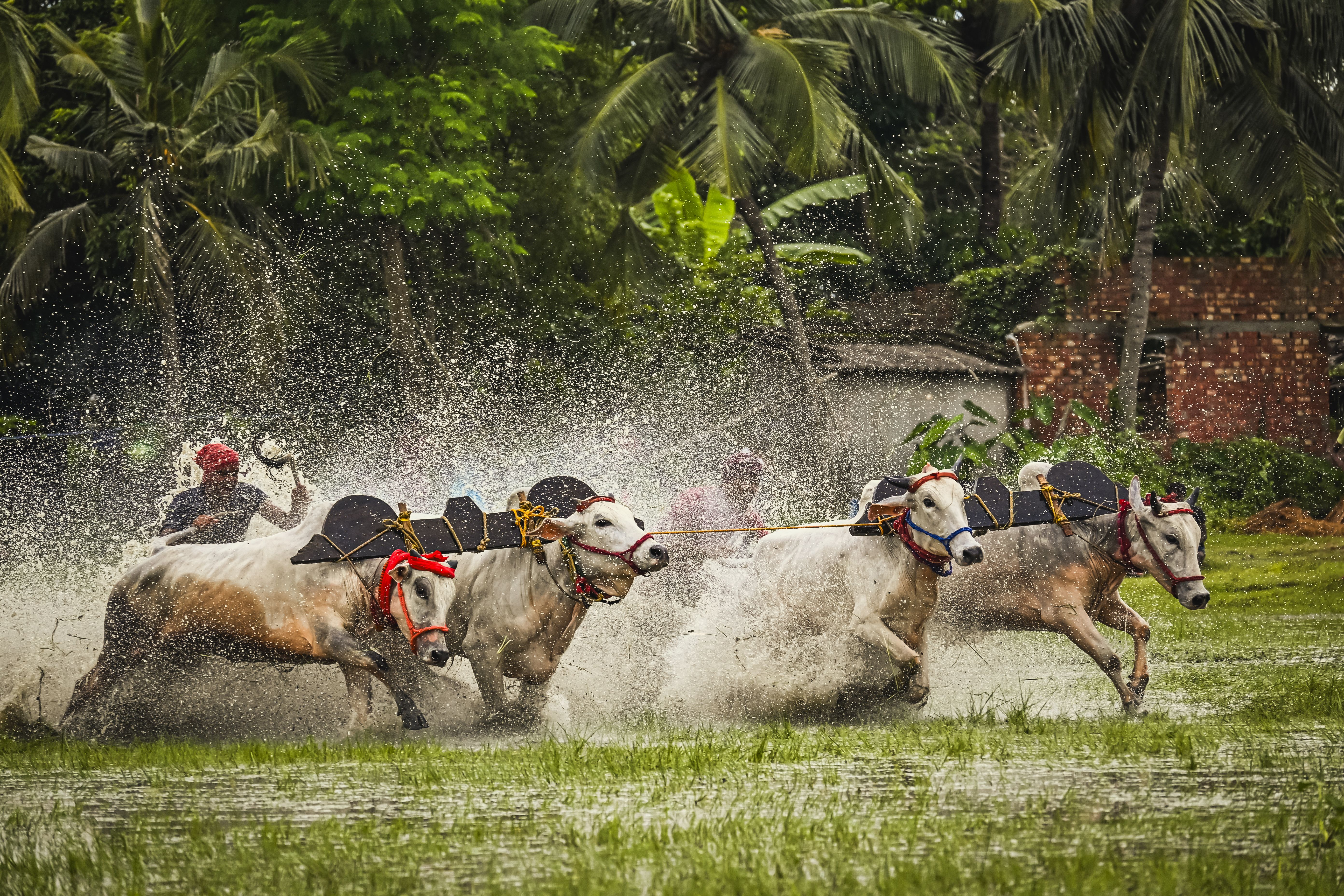 White Cows Harness Running in the Green Field, during Traditional Race ...