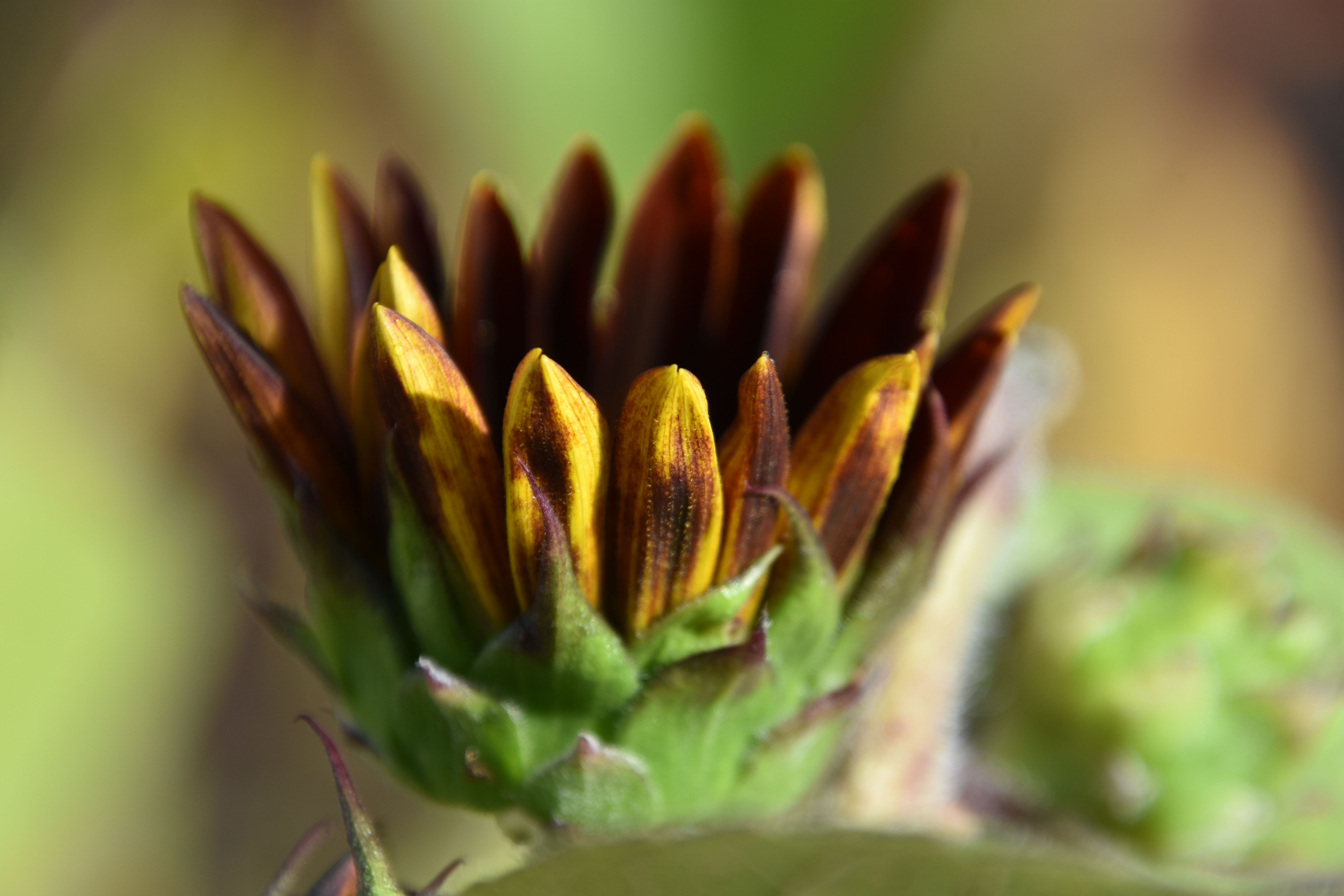 Flowering Hil Photos, Download The BEST Free Flowering Hil Stock Photos ...