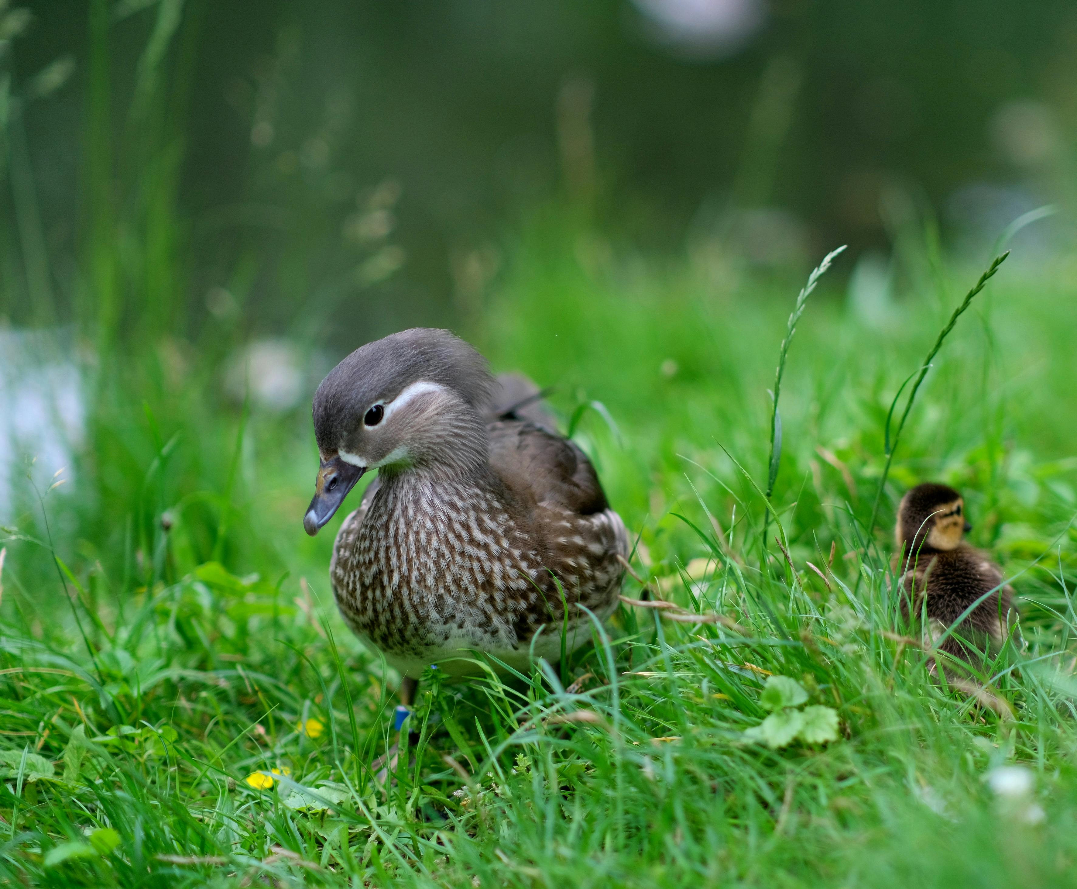 Mandarin Duck and Duckling in Lush Greenery · Free Stock Photo