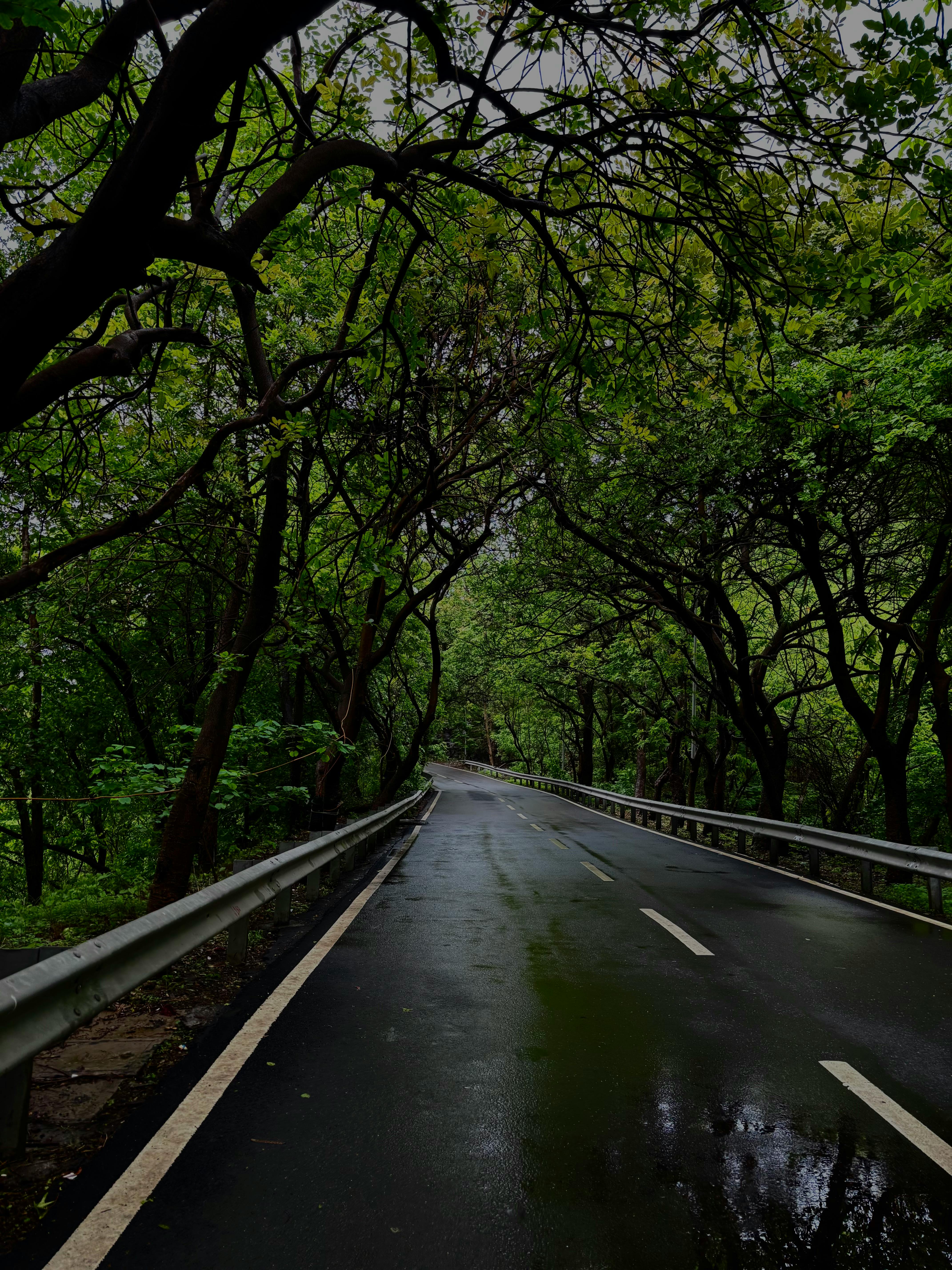 Scenic Rainy Forest Road with Lush Greenery · Free Stock Photo