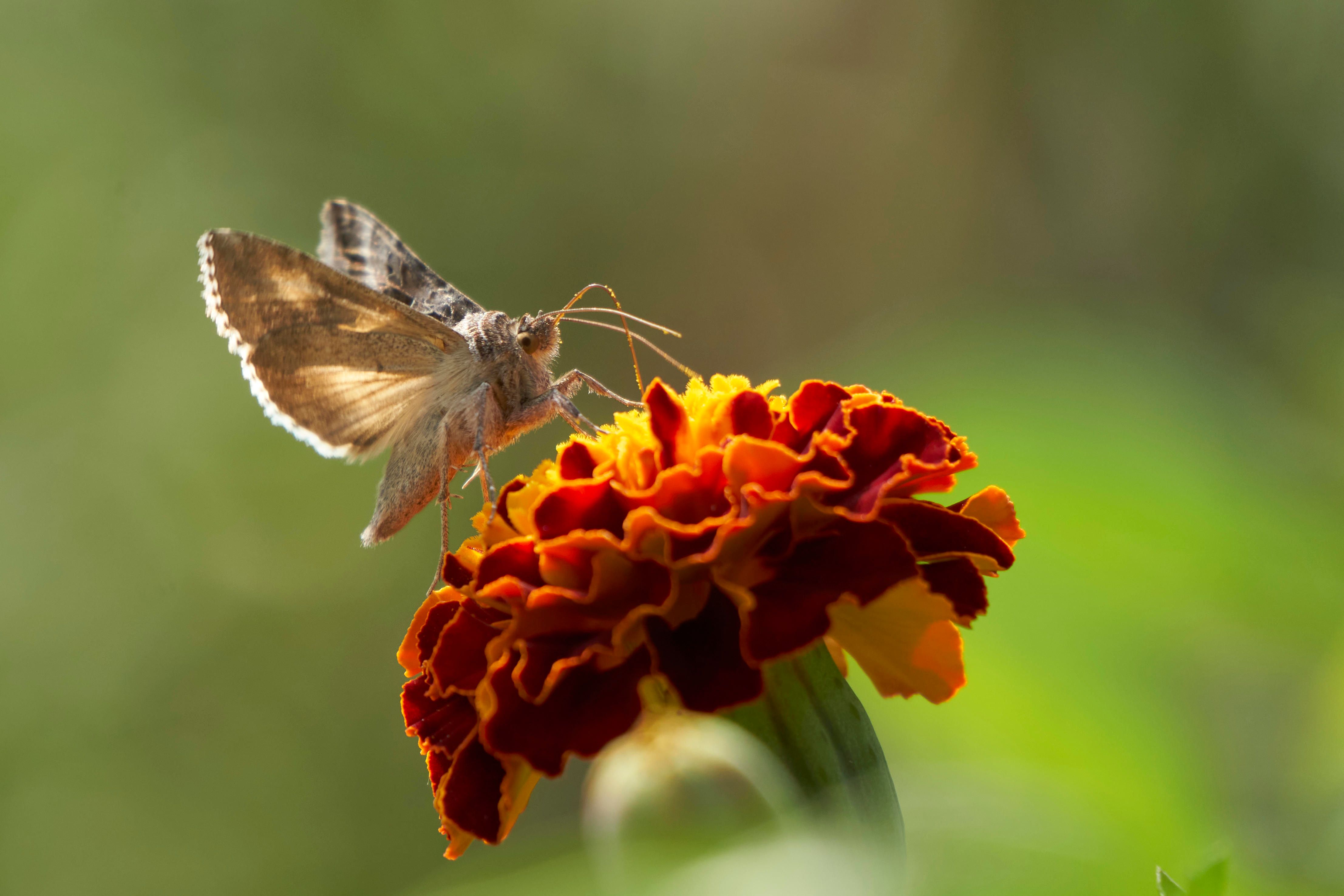 Butterfly Jpg Photos, Download The BEST Free Butterfly Jpg Stock Photos ...
