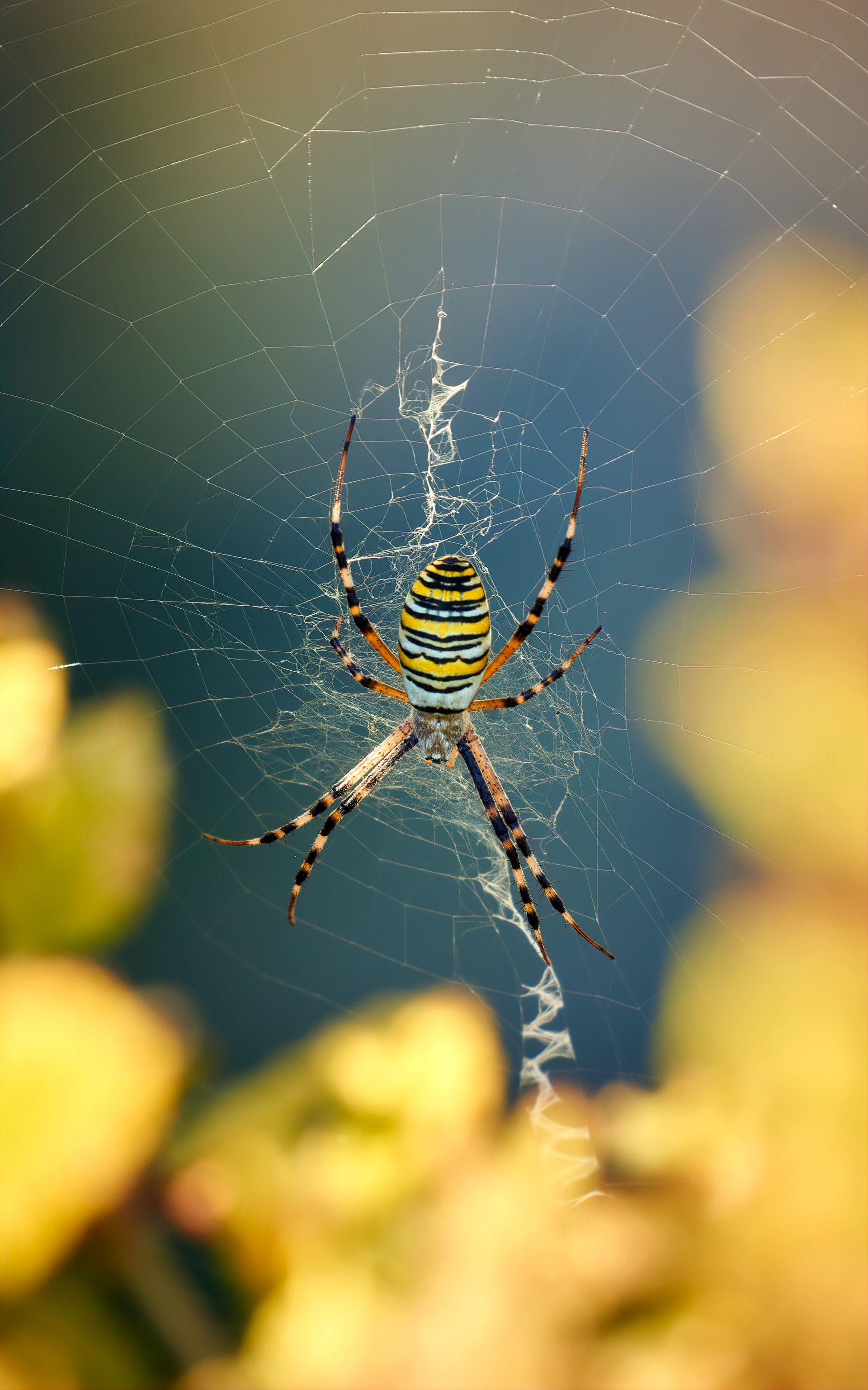 Colourful Spider Photos, Download The BEST Free Colourful Spider Stock ...