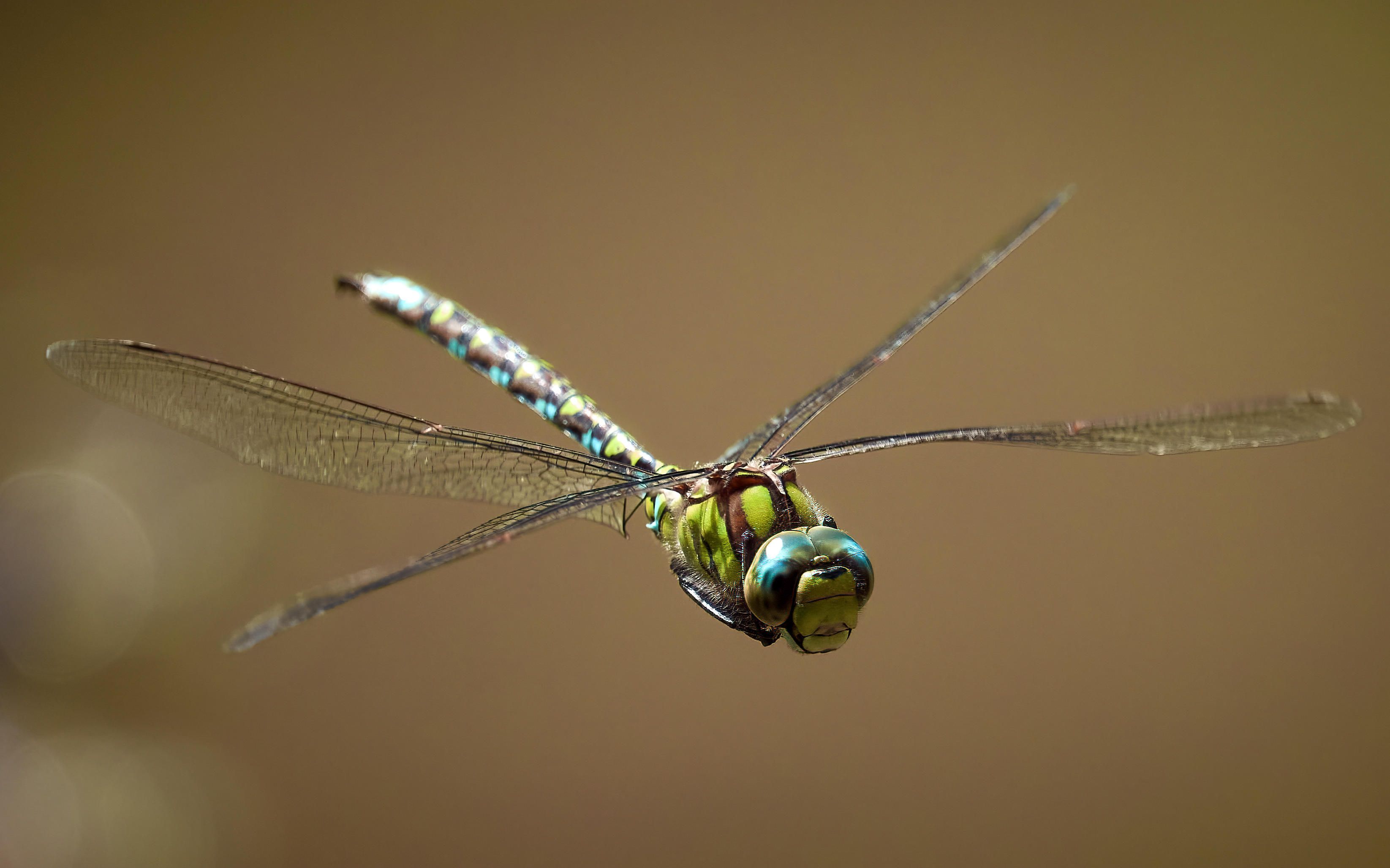 Insect Transparent Background Photos, Download The BEST Free Insect ...