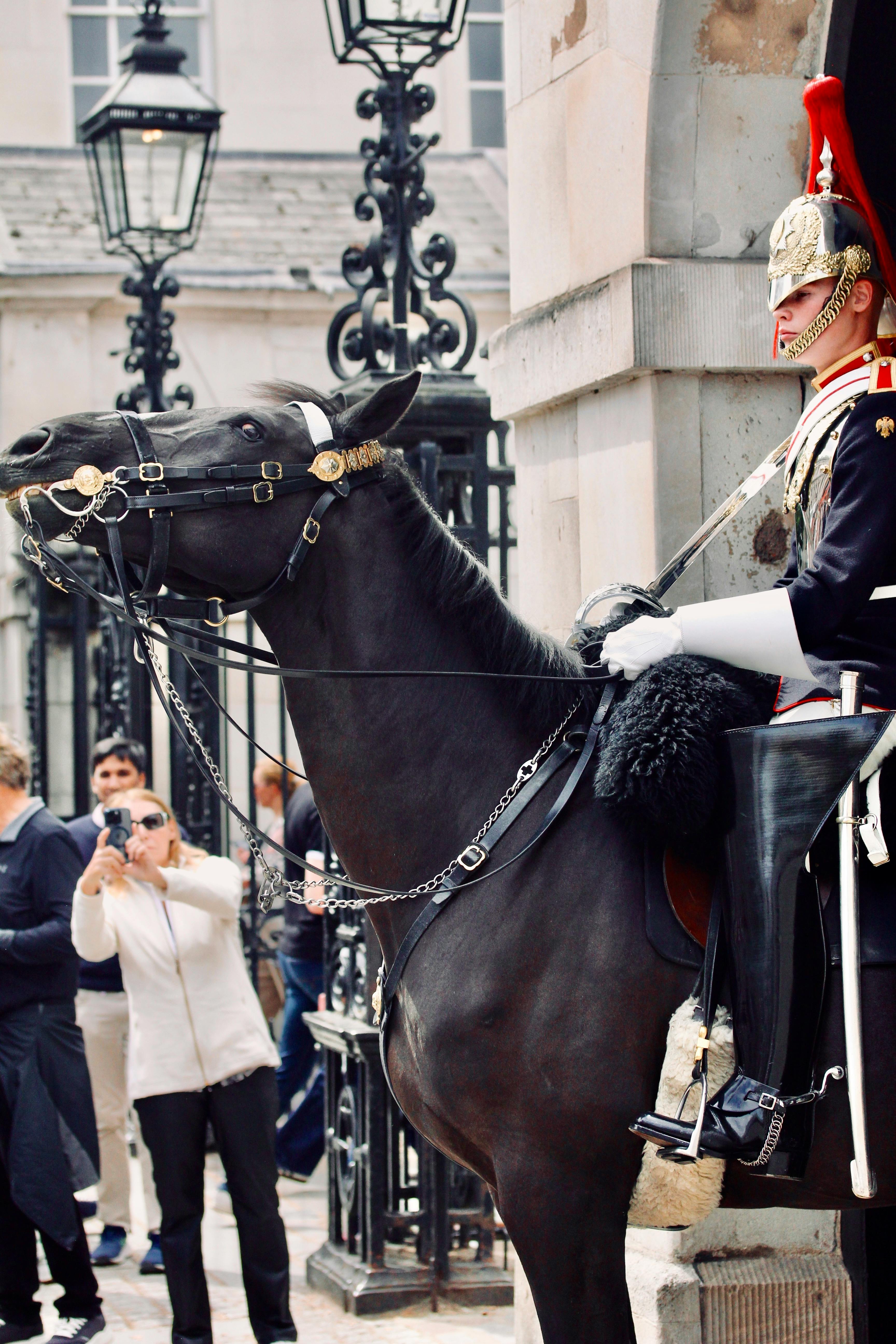 horse riding buckingham