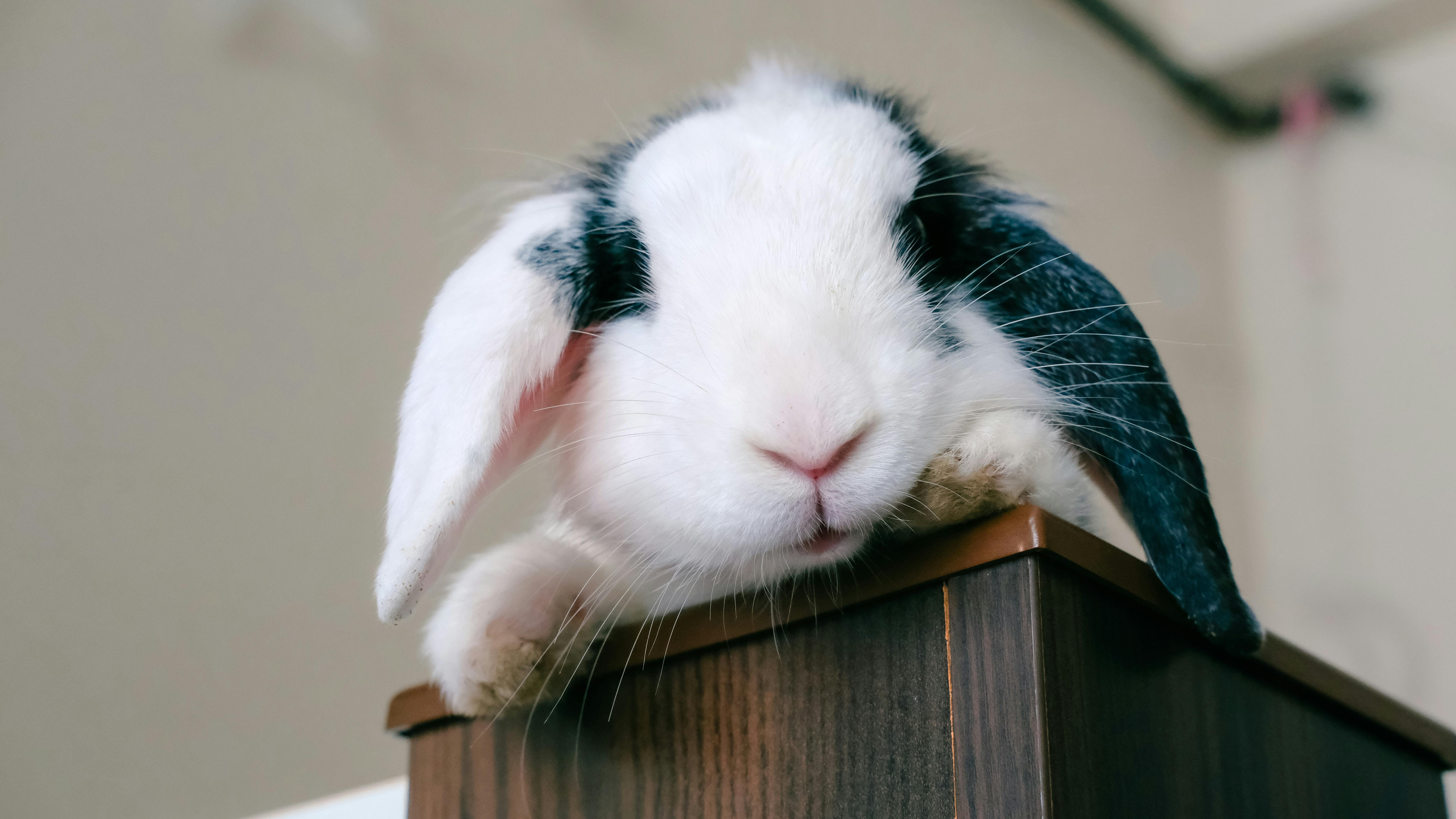 Adorable Lop-Eared Rabbit Relaxed on Furniture · Free Stock Photo