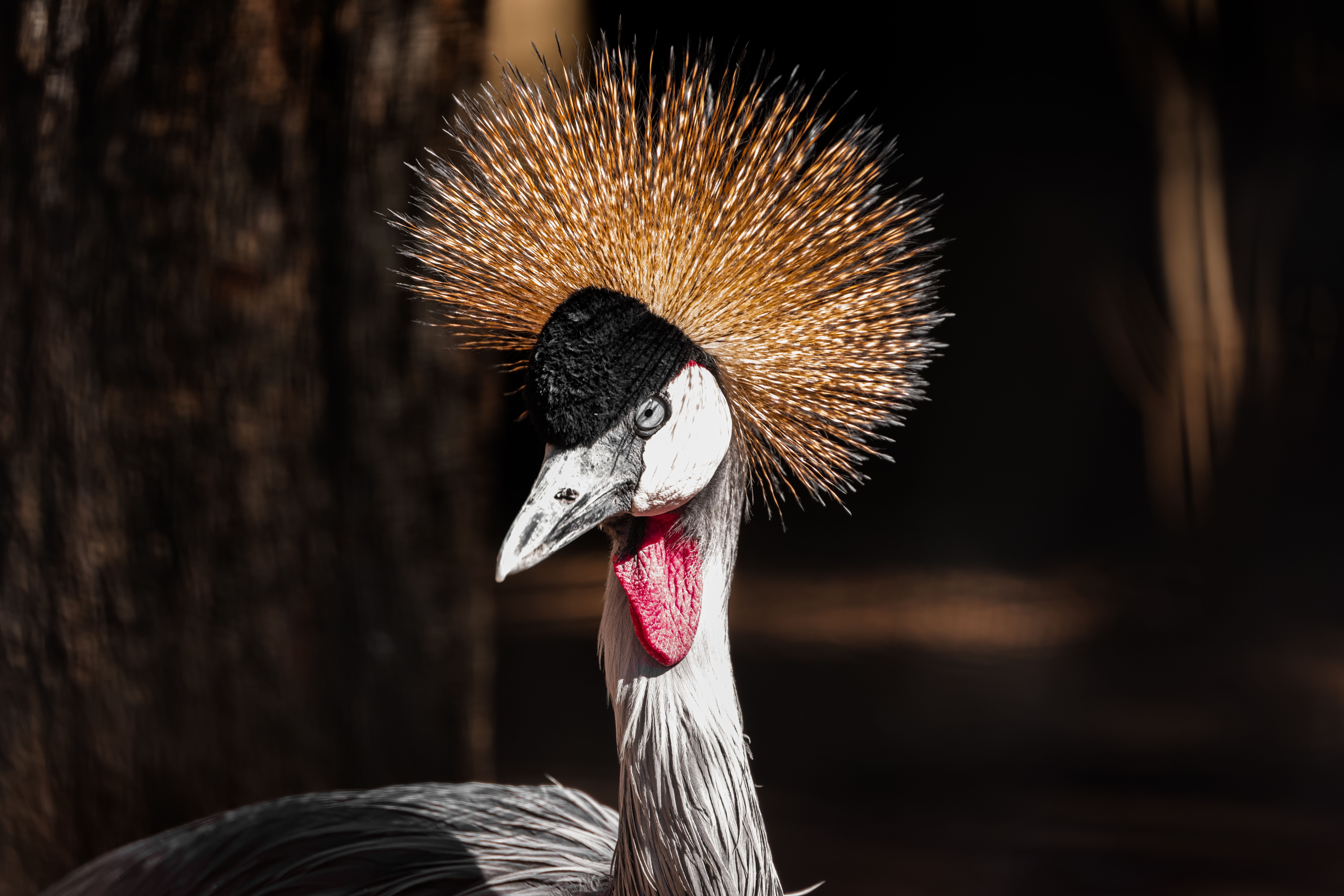 Majestic African Crowned Crane in Natural Habitat · Free Stock Photo