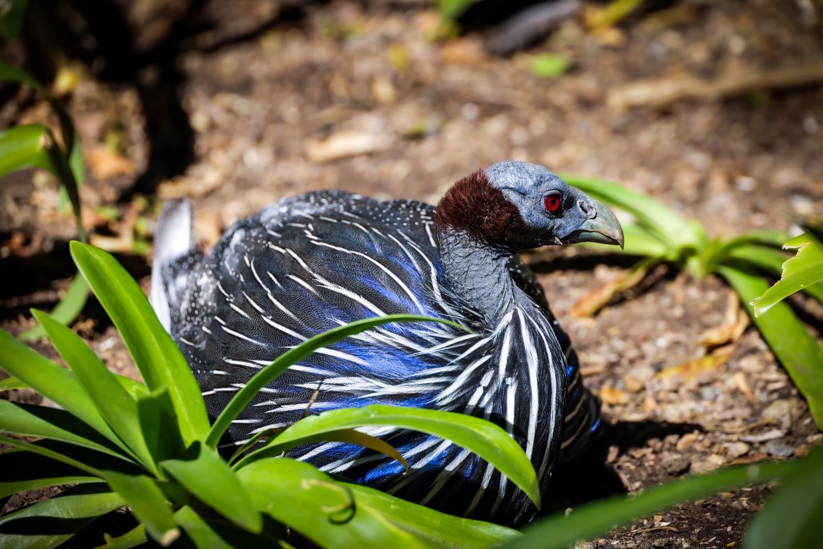 Guinea Fowl Photos, Download The BEST Free Guinea Fowl Stock Photos ...