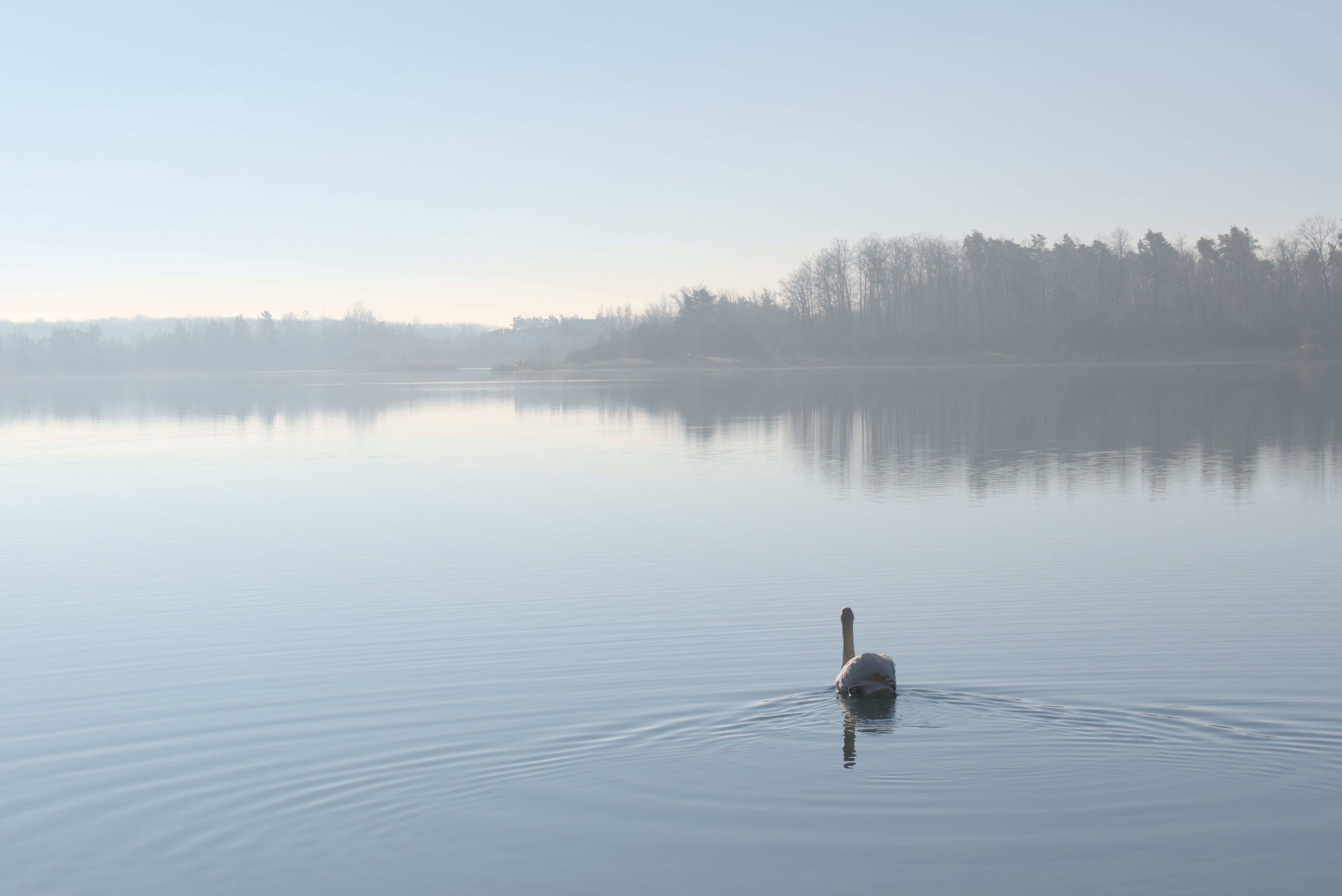 Swan Gliding on Calm Misty Lake at Dawn · Free Stock Photo