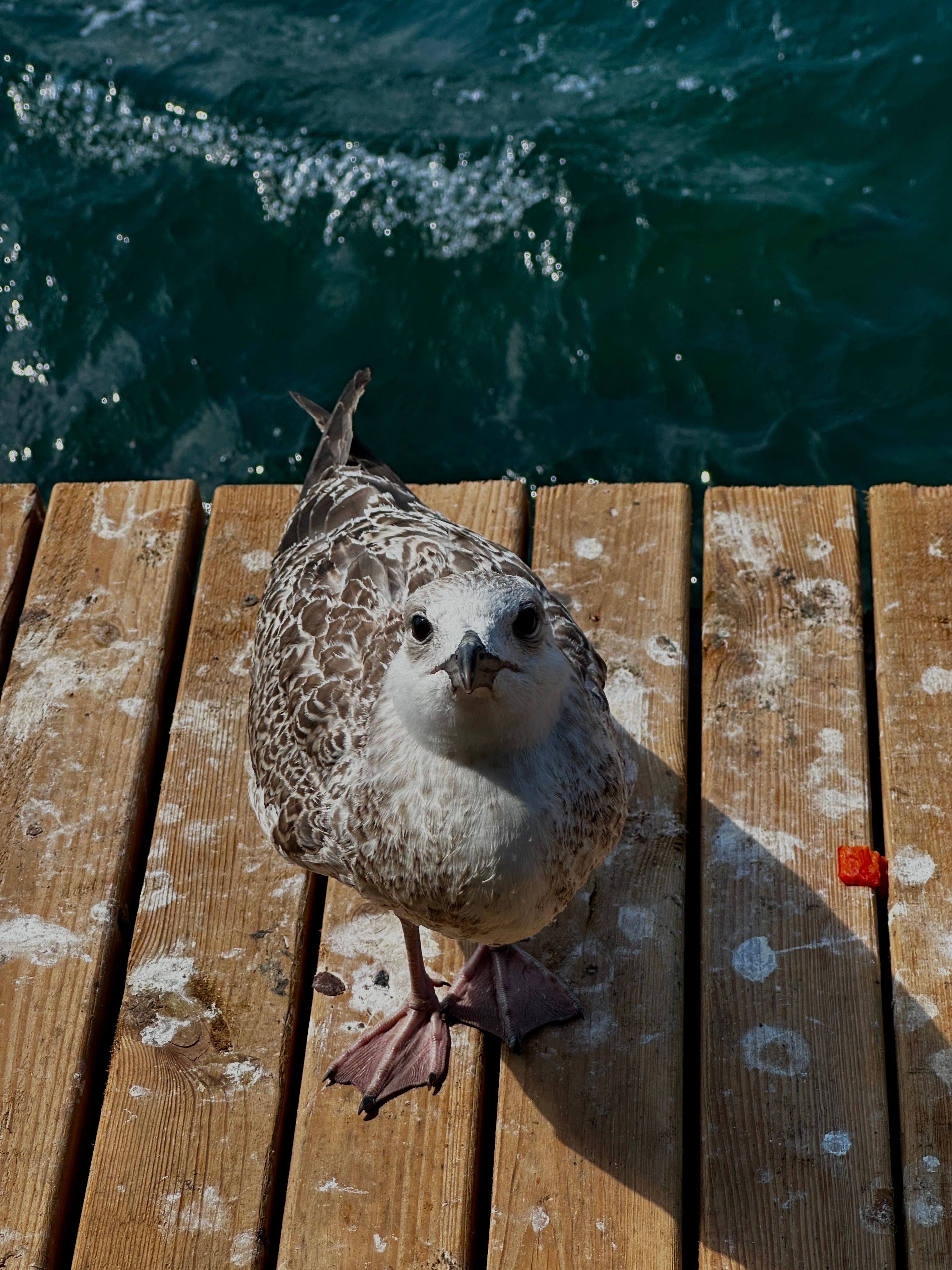 Close-Up of Seagull on Wooden Dock by the Sea · Free Stock Photo