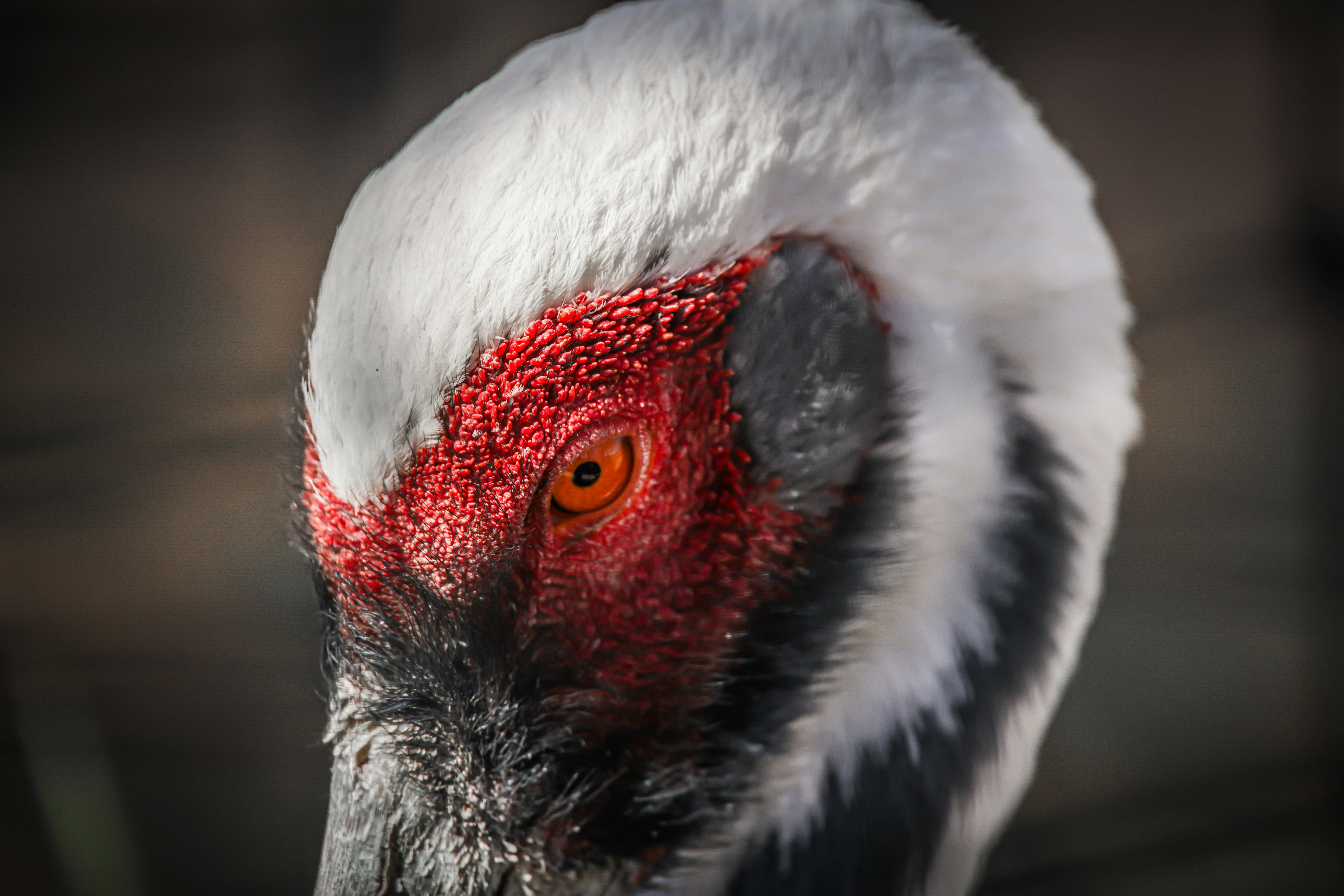 Head Beder Photos, Download The BEST Free Head Beder Stock Photos & HD ...