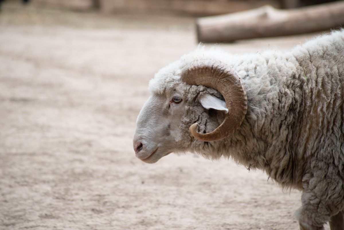 Ram Animal Photos, Download The BEST Free Ram Animal Stock Photos & HD ...