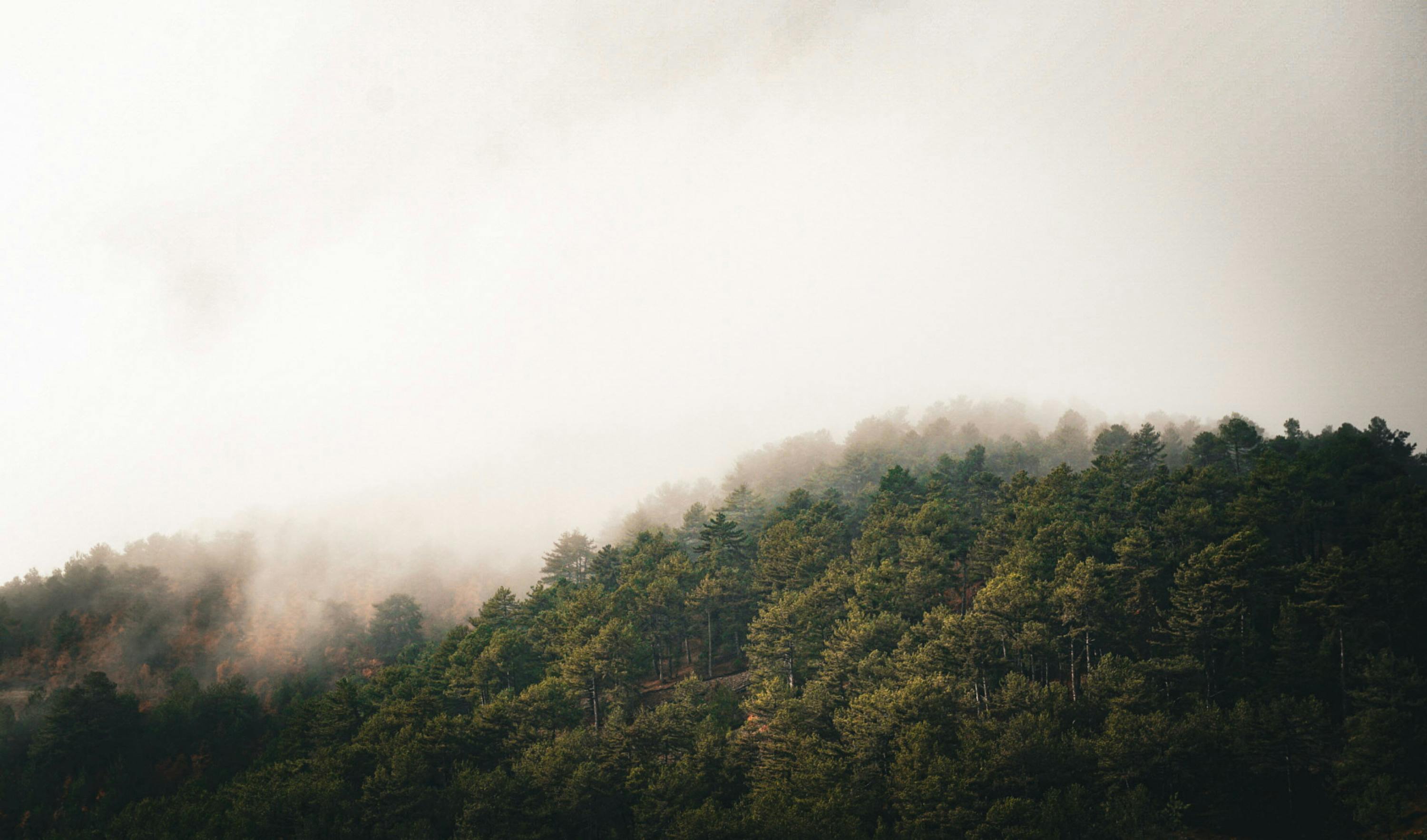 Nature Pfp Photos, Download The BEST Free Nature Pfp Stock Photos & HD ...