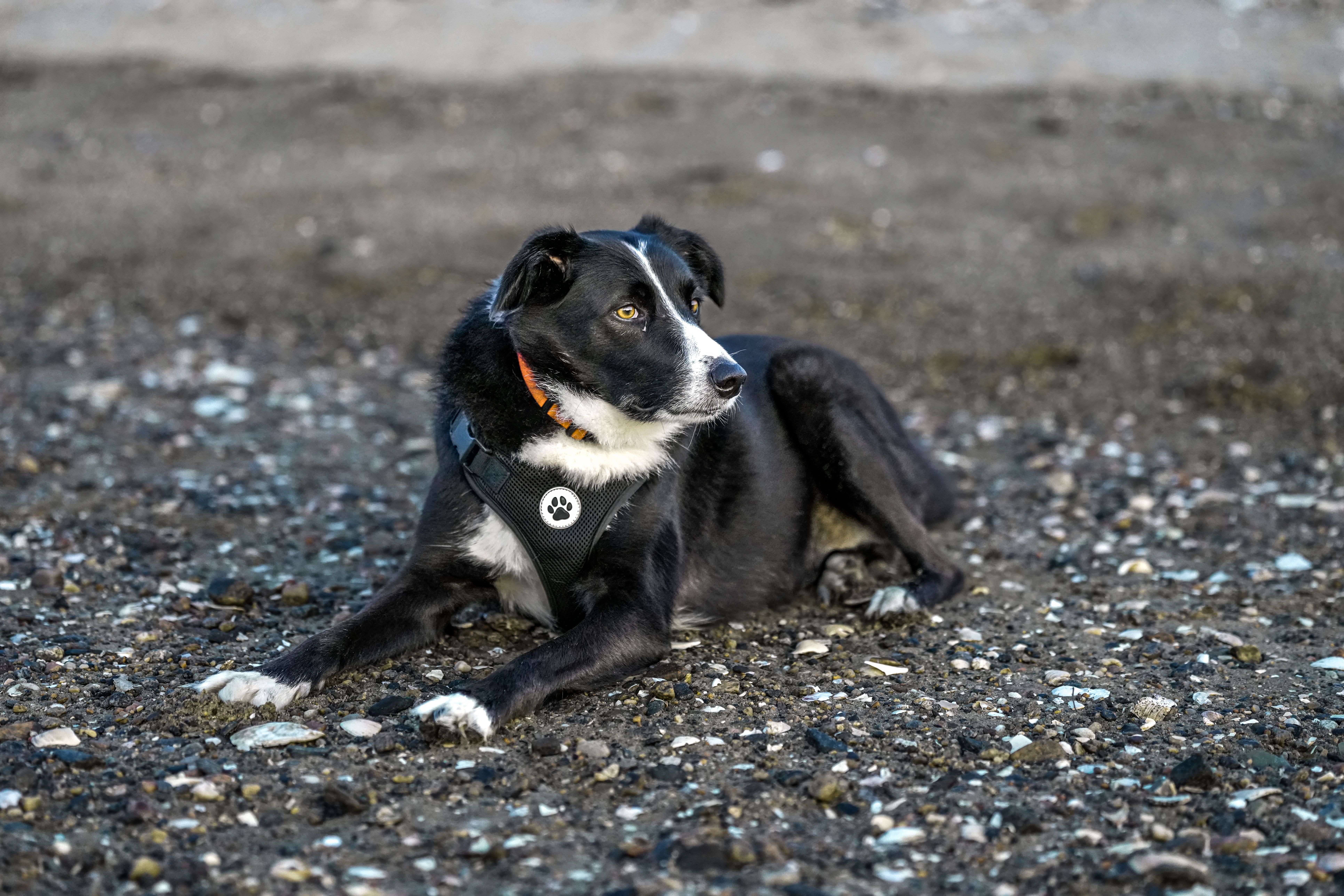 Fearfull Dog Photos, Download The BEST Free Fearfull Dog Stock Photos ...