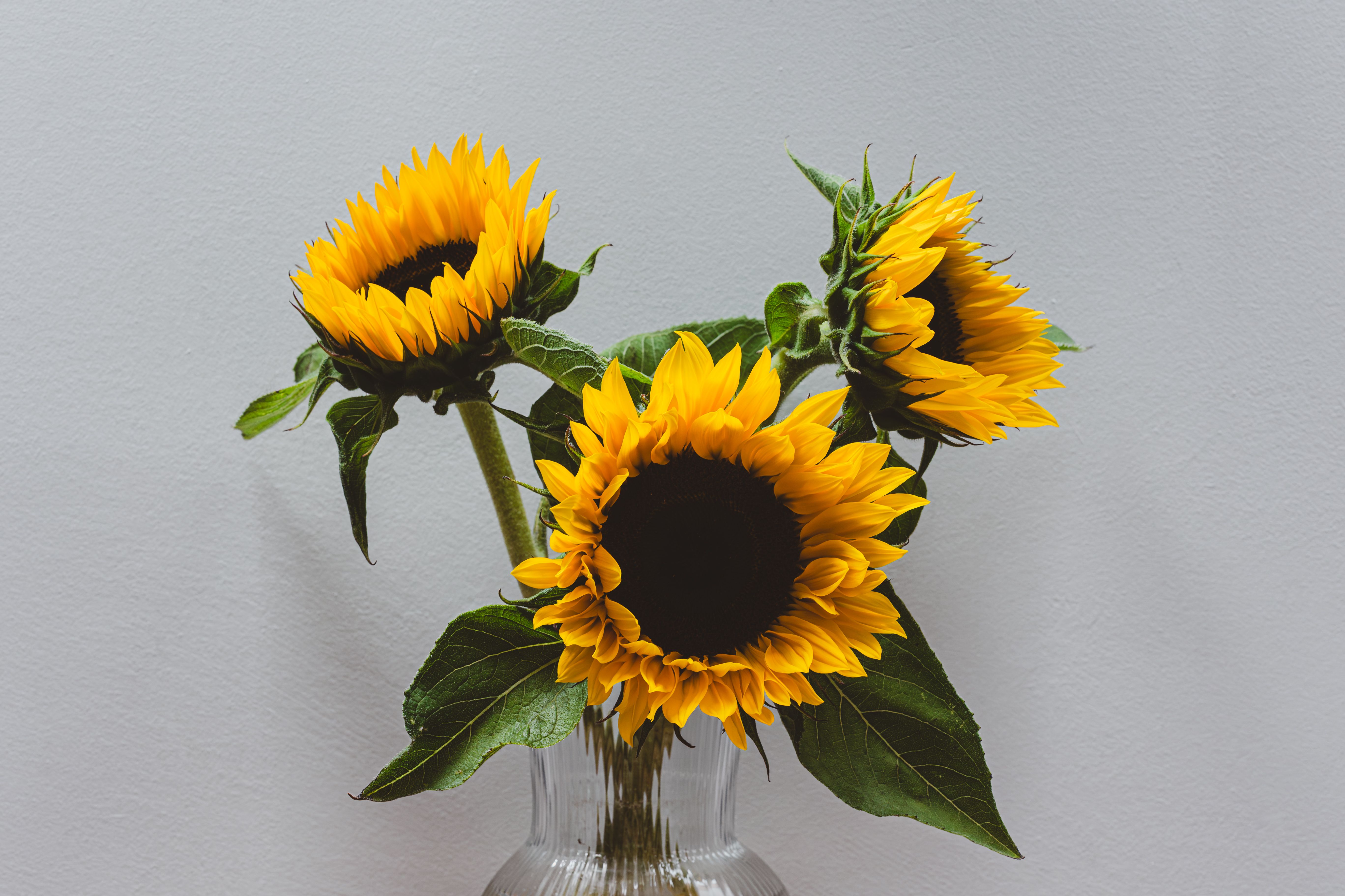 Four Sunflowers in Bloom on Teal Surface · Free Stock Photo