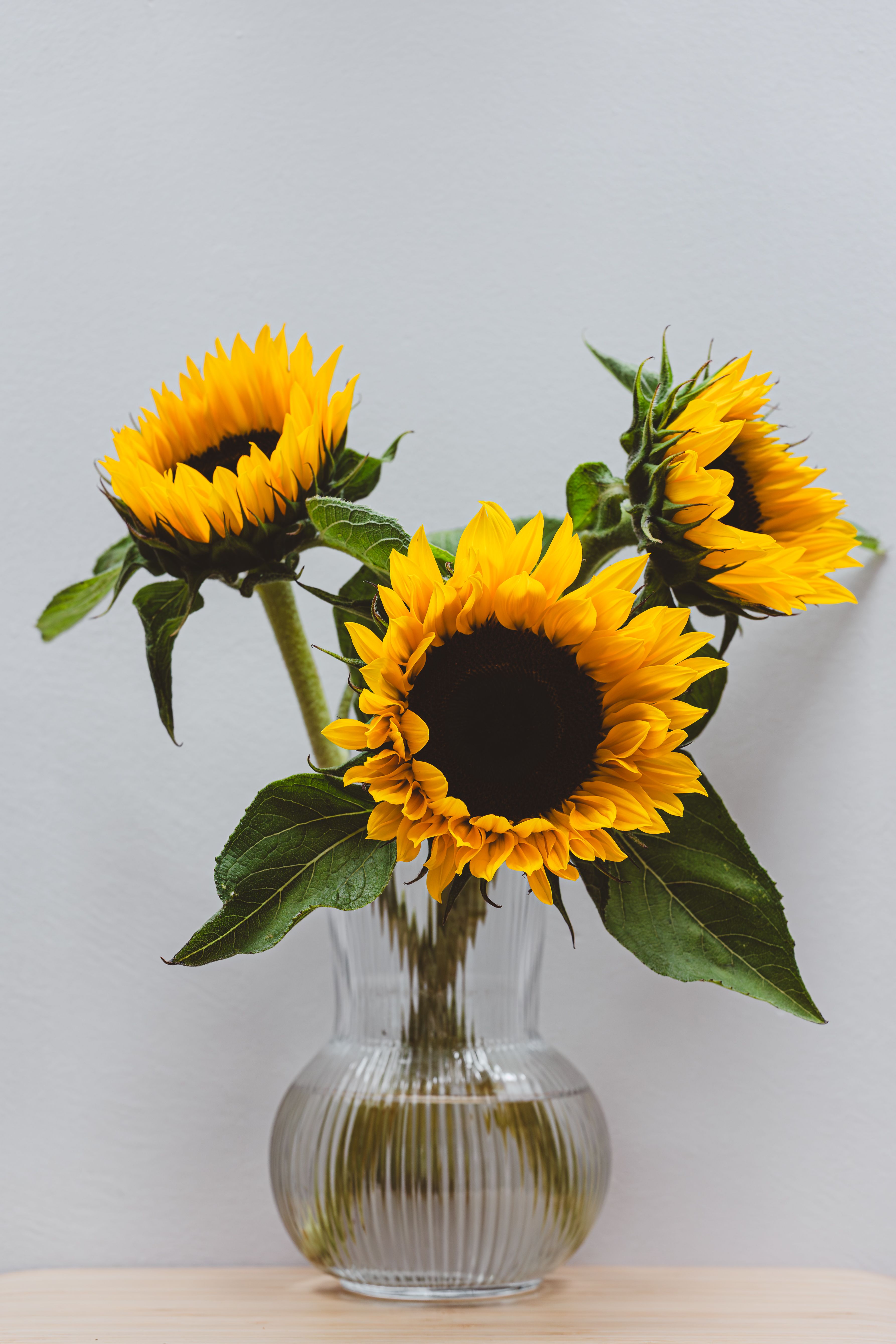 Yellow Sunflower in Clear Glass Vase · Free Stock Photo