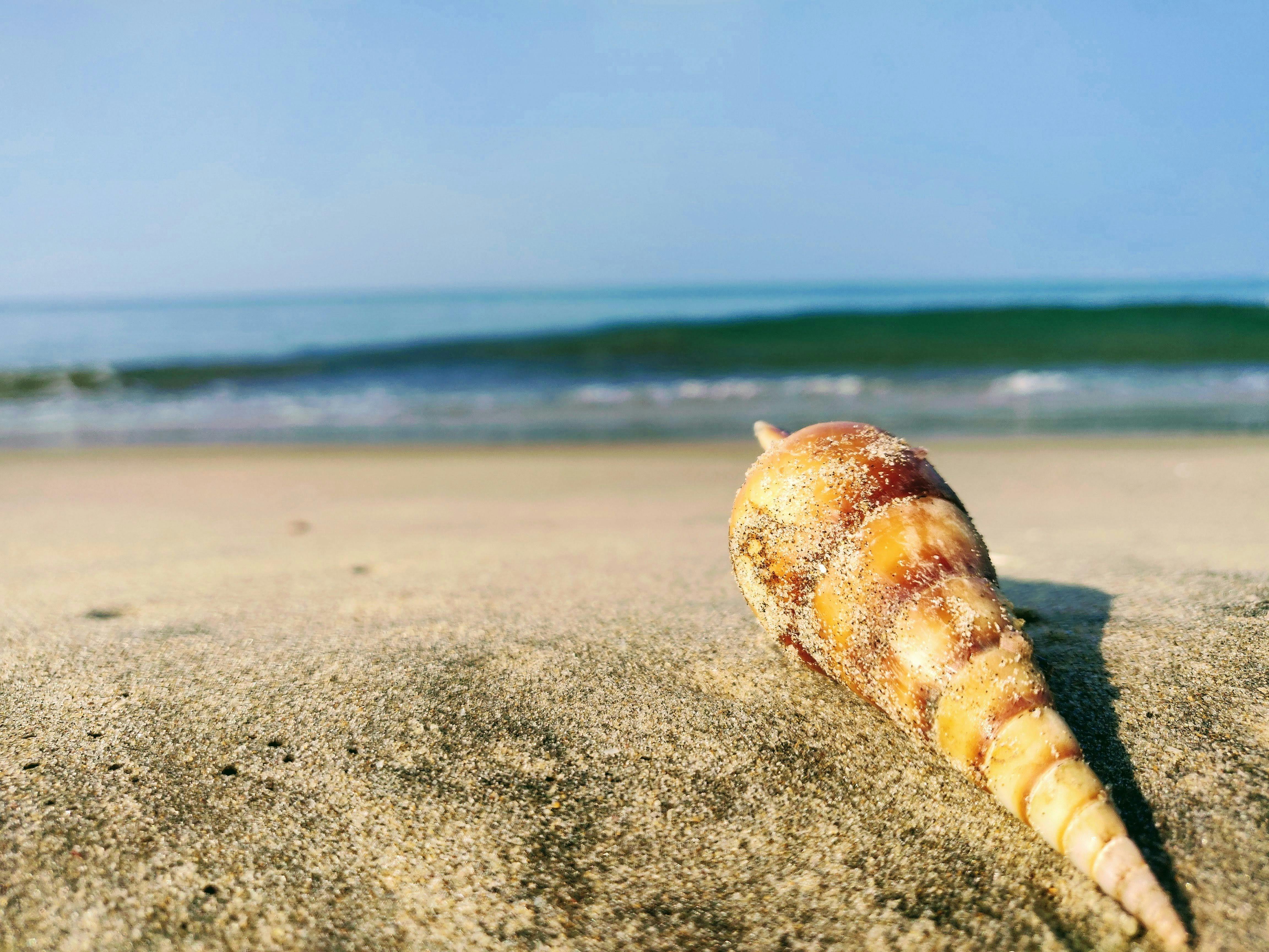 Free stock photo of beautiful shell on the beach, blue sky, sea