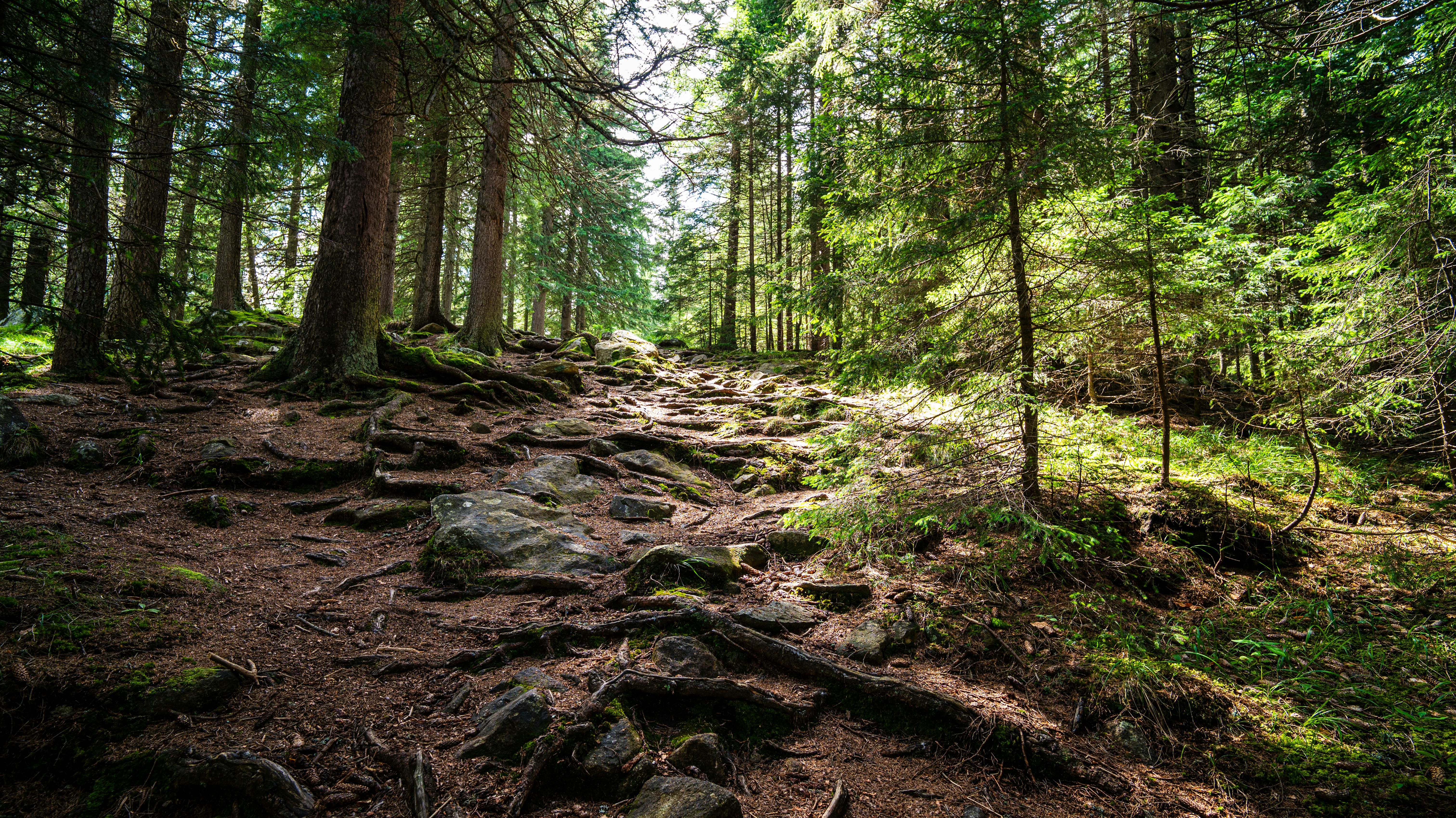 Trilha Na Floresta Da Montanha Com Raízes E Luz Filtrada · Foto ...