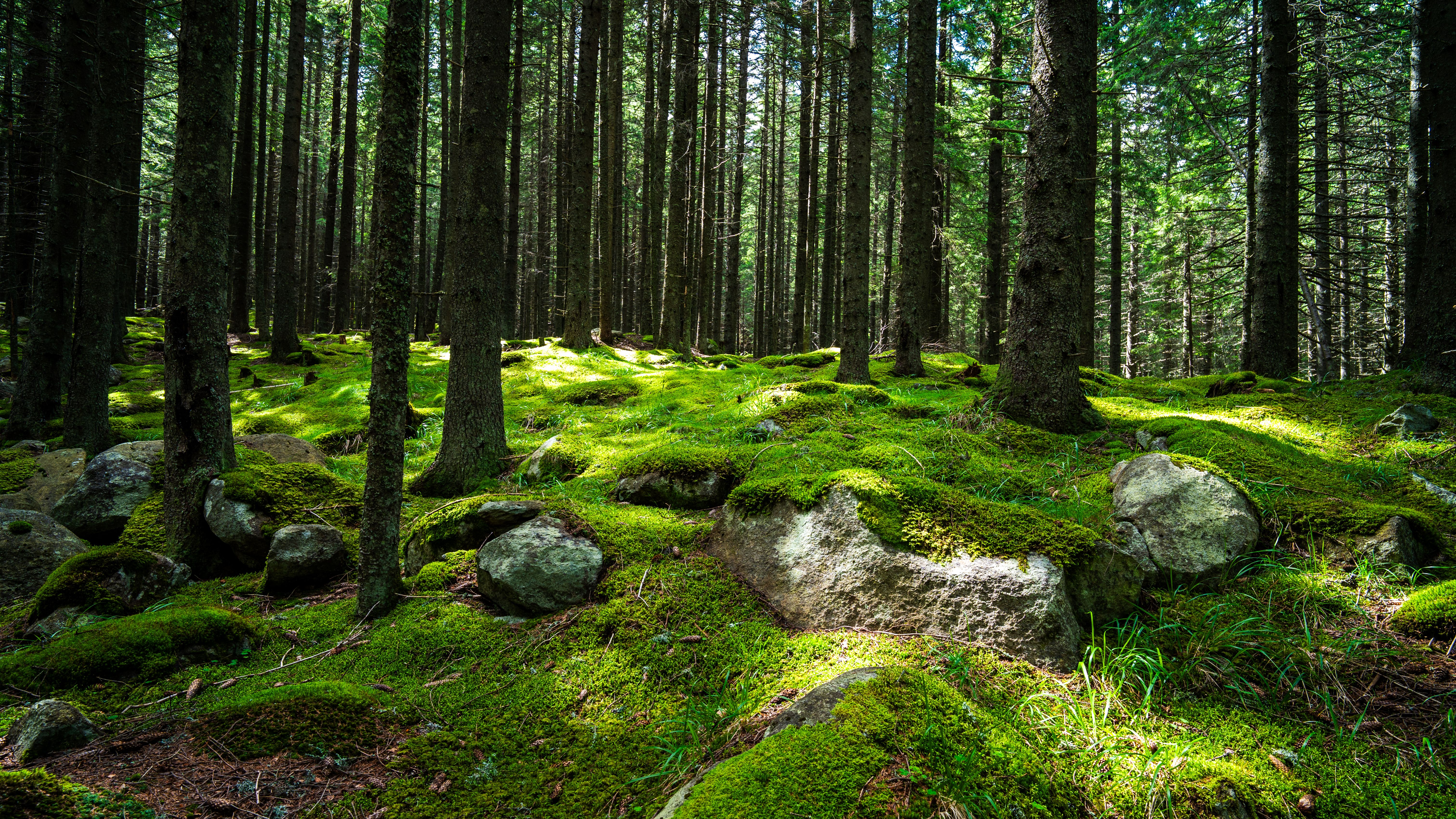Serene Sunlit Mossy Forest with Tall Trees · Free Stock Photo