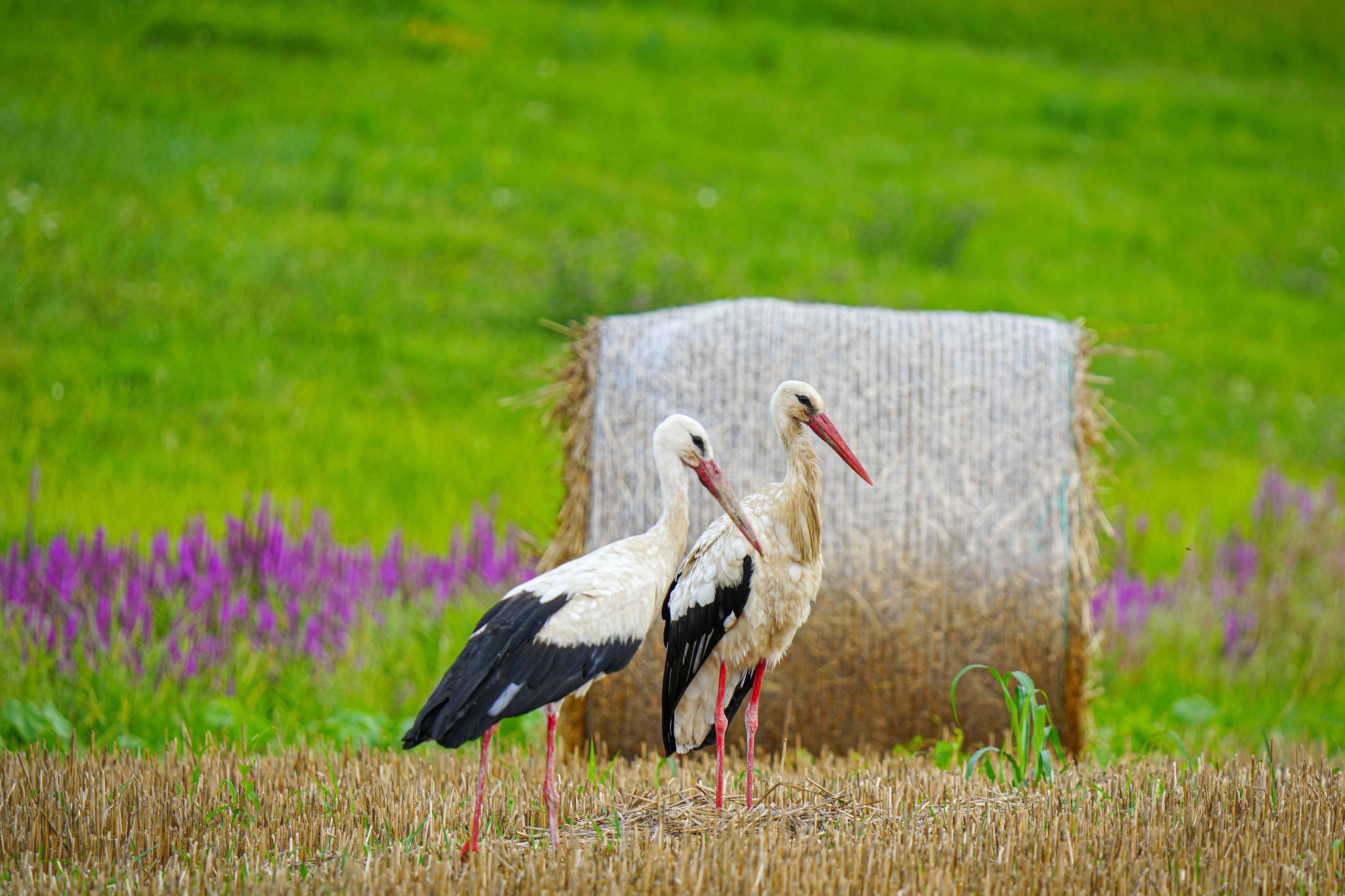 Pair of Storks in Vibrant Spring Field · Free Stock Photo