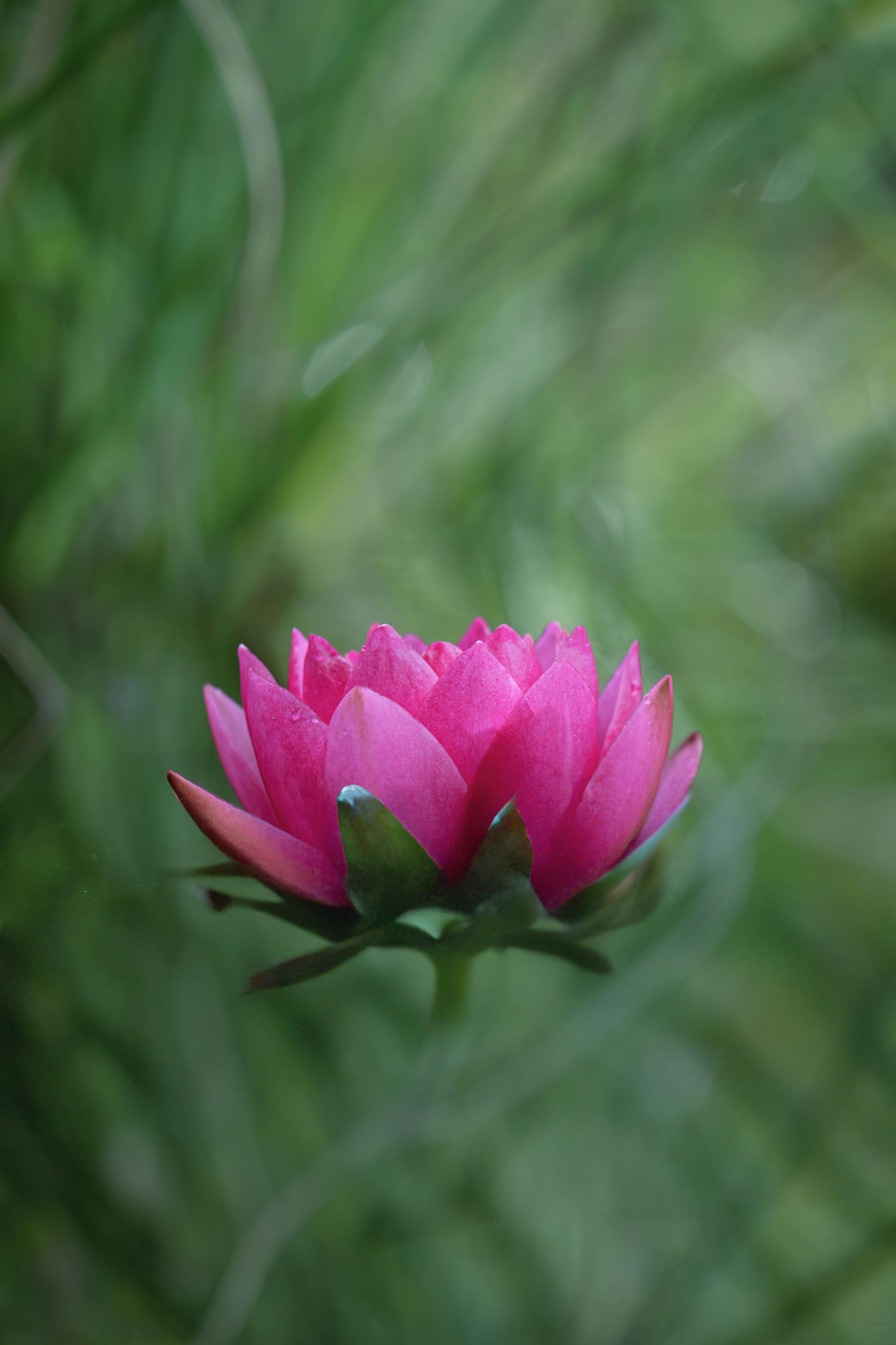 Nature And Nurture Photos, Download The BEST Free Nature And Nurture ...