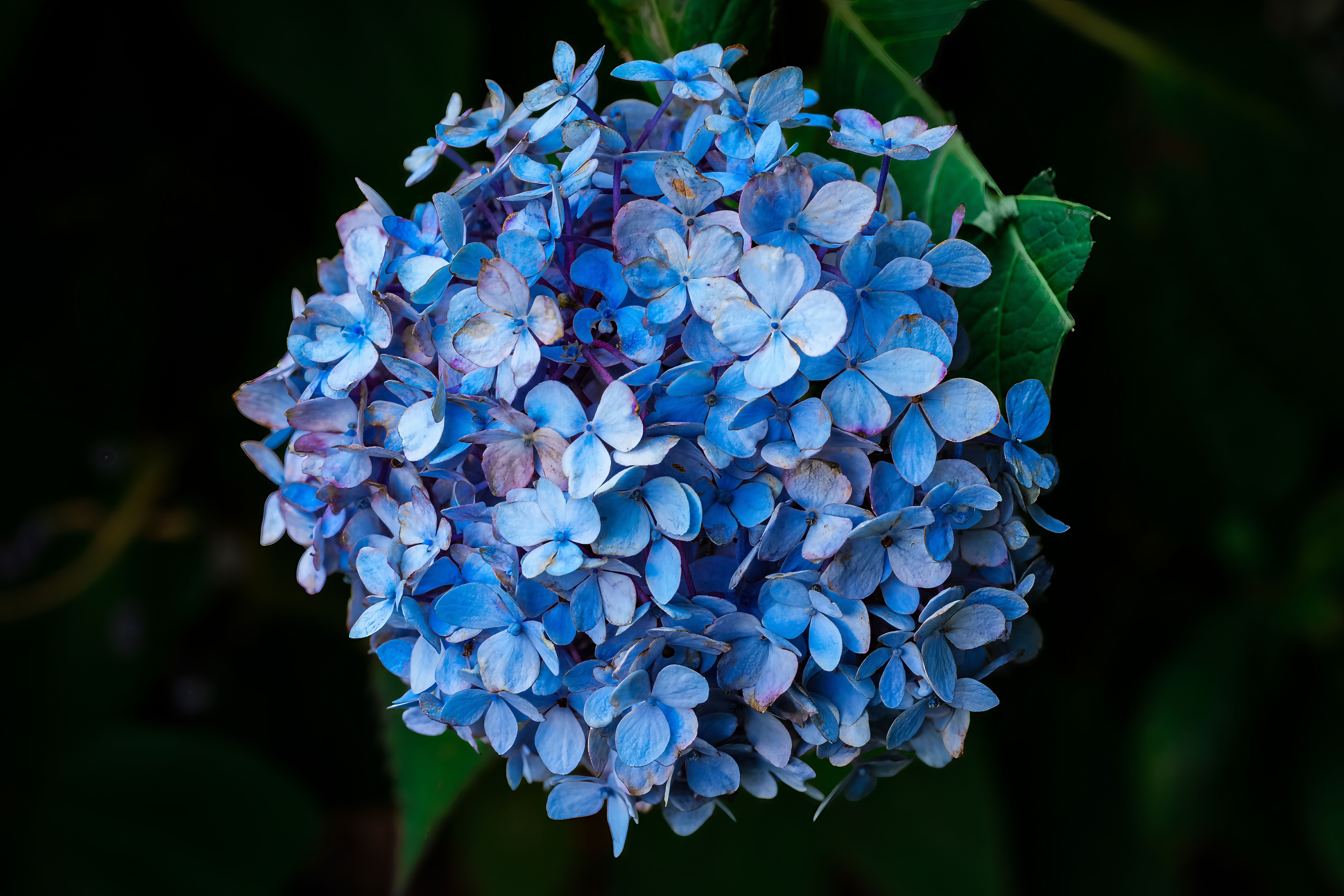 Close-up Photo of Blue Hydrangeas in Bloom · Free Stock Photo