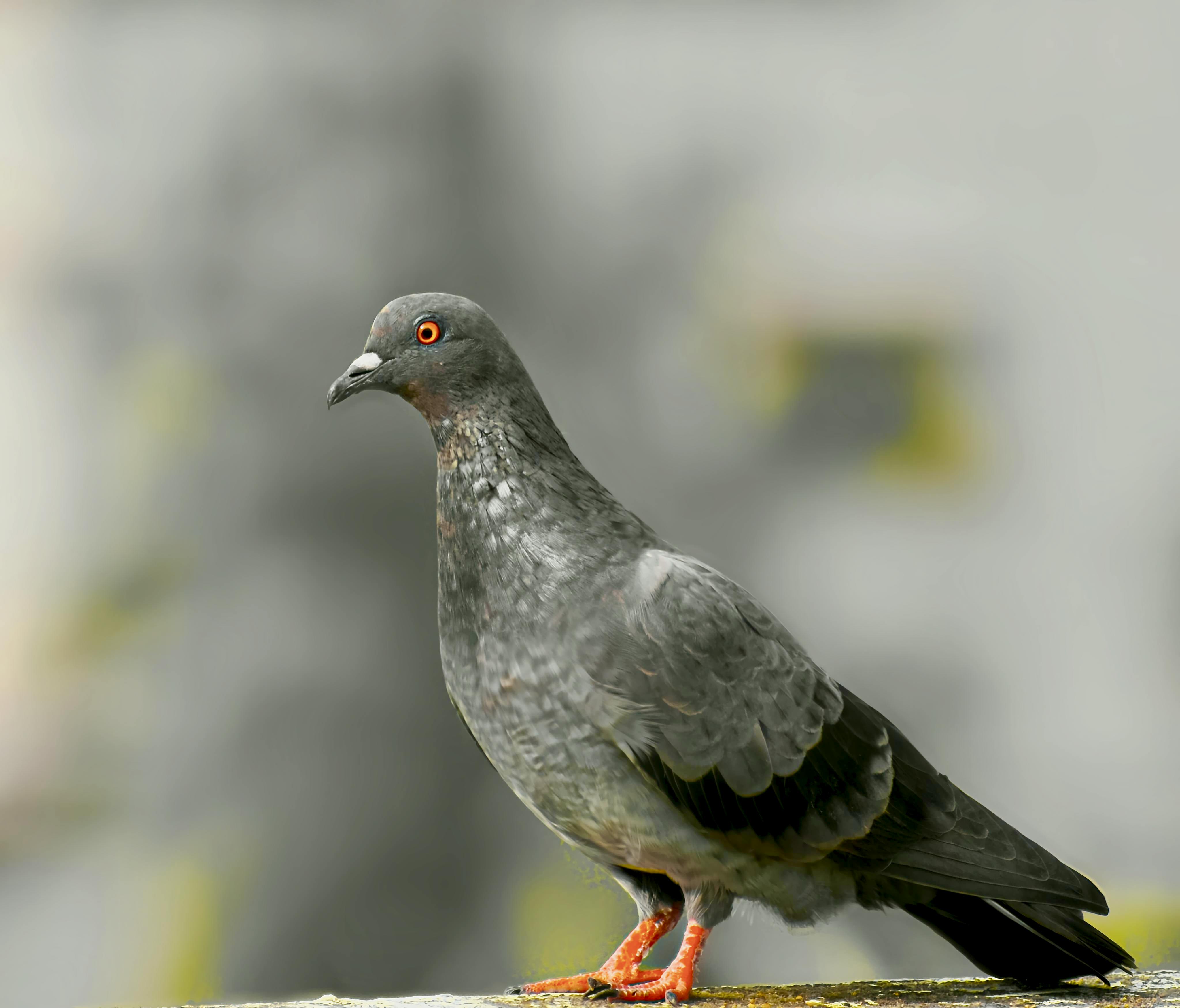Wild Pigeon Photos, Download The BEST Free Wild Pigeon Stock Photos ...