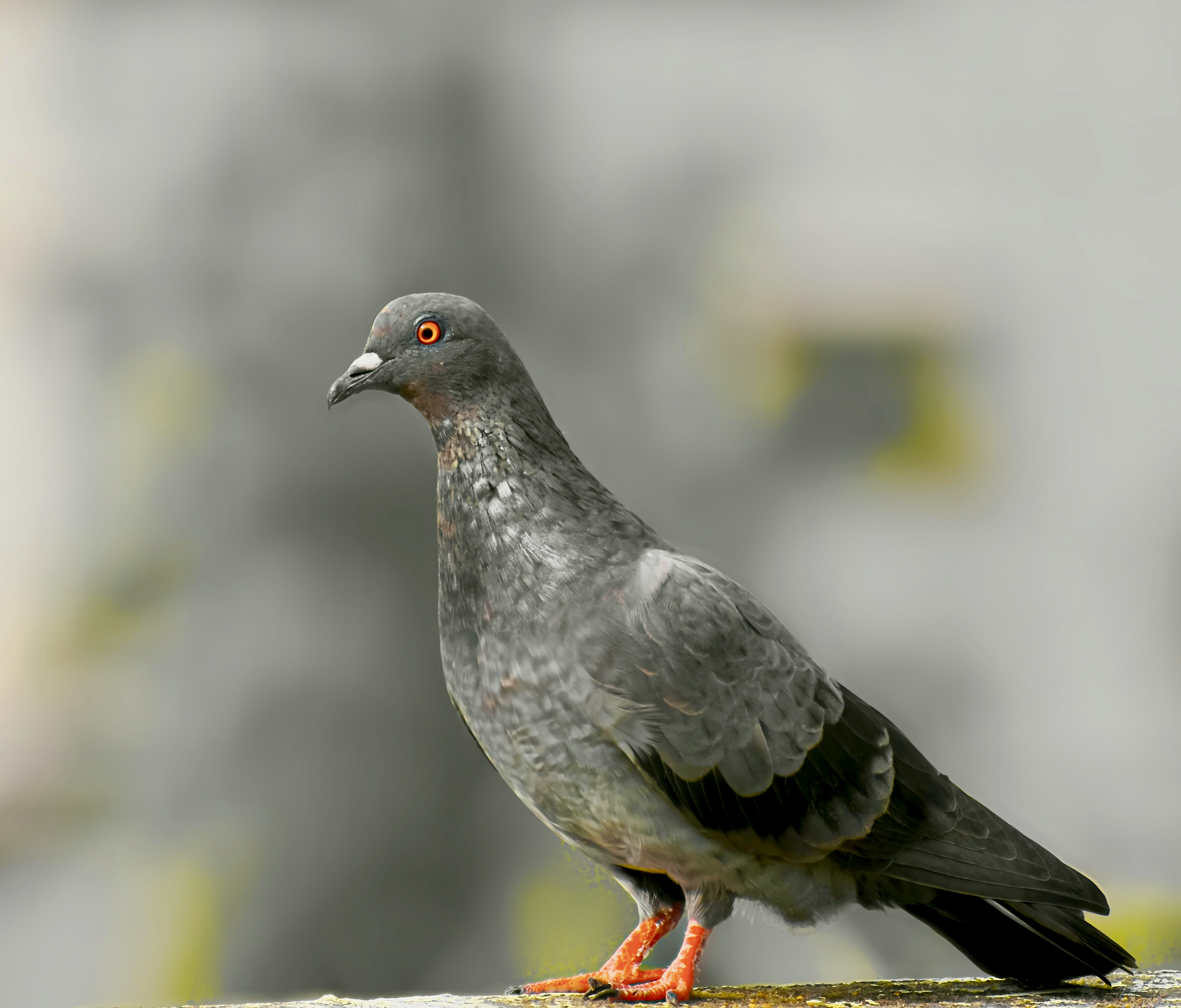 Close-up of a Rock Pigeon in Kolkata · Free Stock Photo