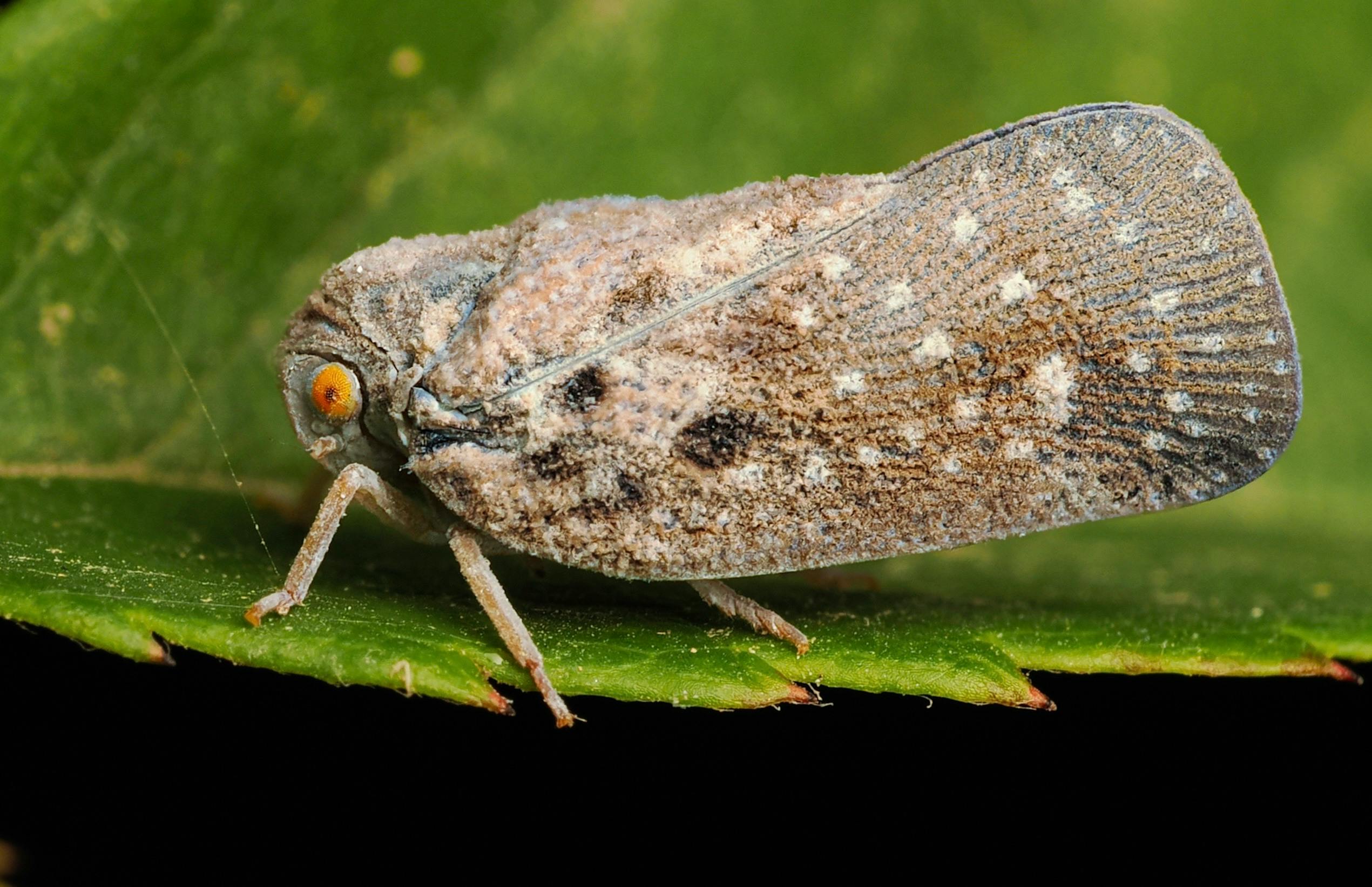 Robux Image Photos, Download The BEST Free Robux Image Stock Photos ...