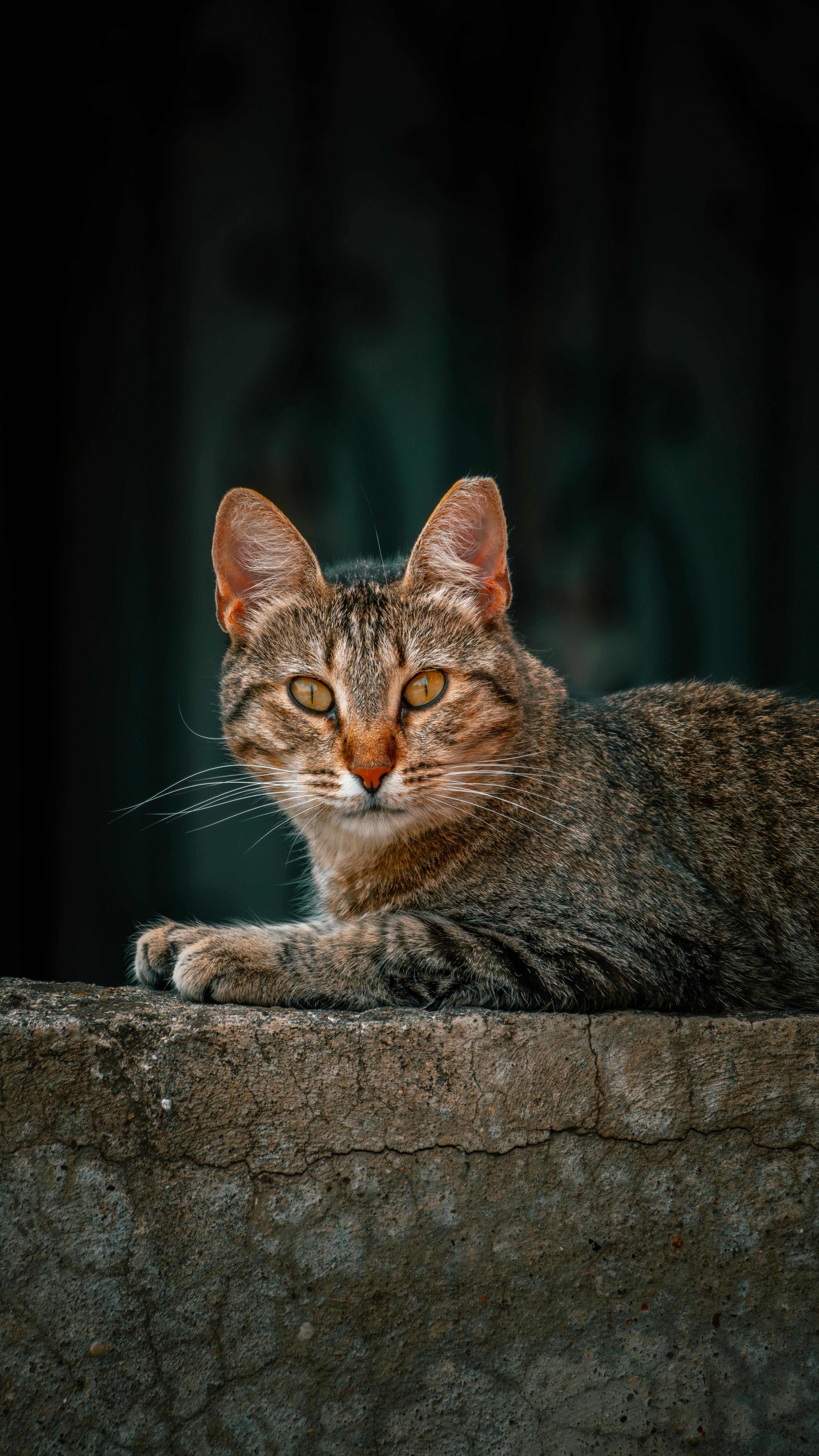 Picher Cute Lepead Photos, Download The BEST Free Picher Cute Lepead ...