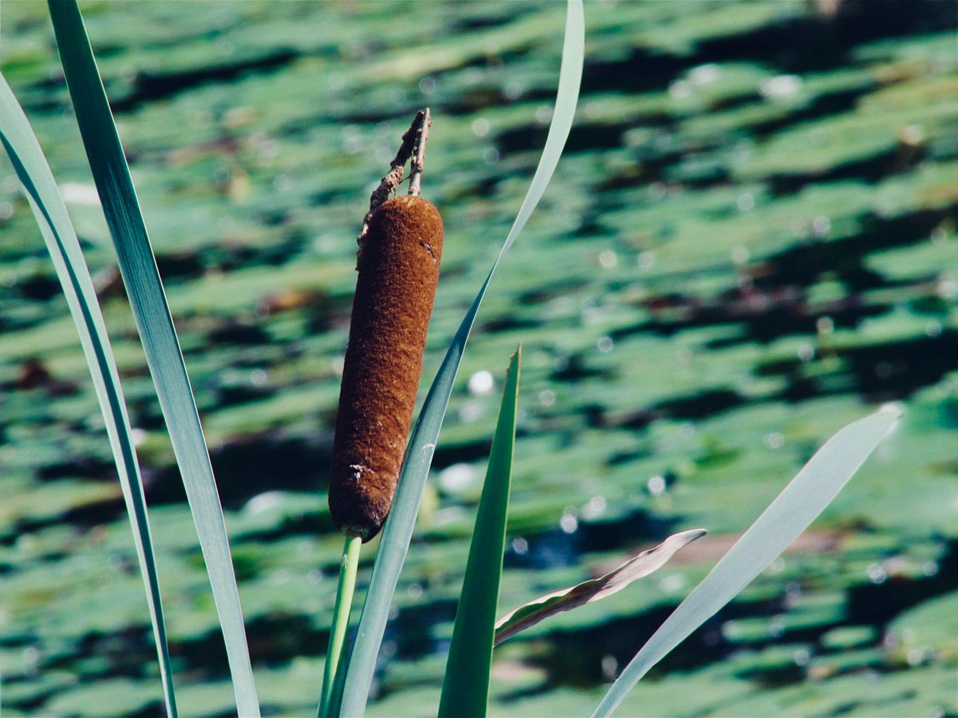 Close-up of Cattail Reed in Natural Wetland · Free Stock Photo