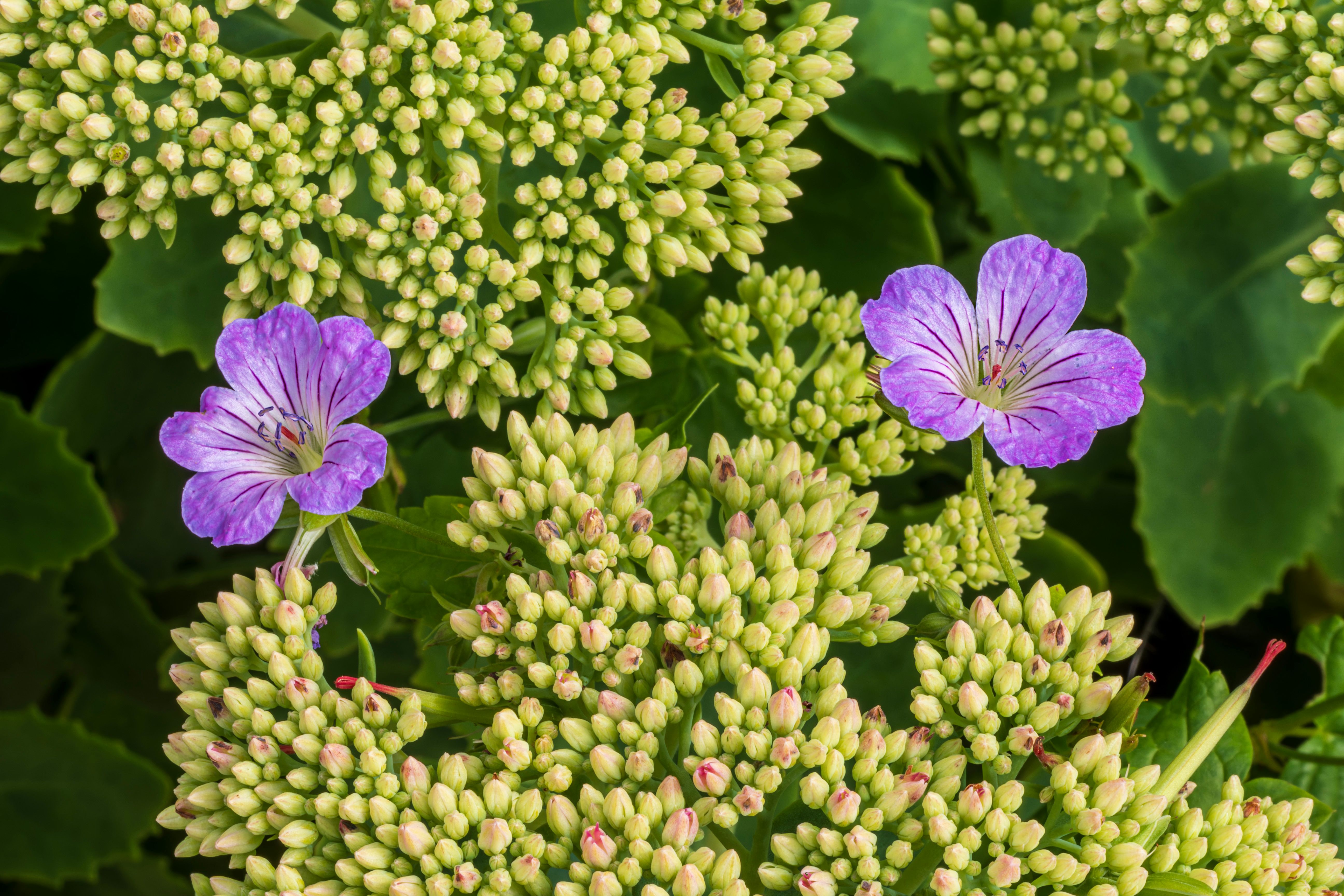 Purple Geraniums with Clustered Sedum Buds · Free Stock Photo