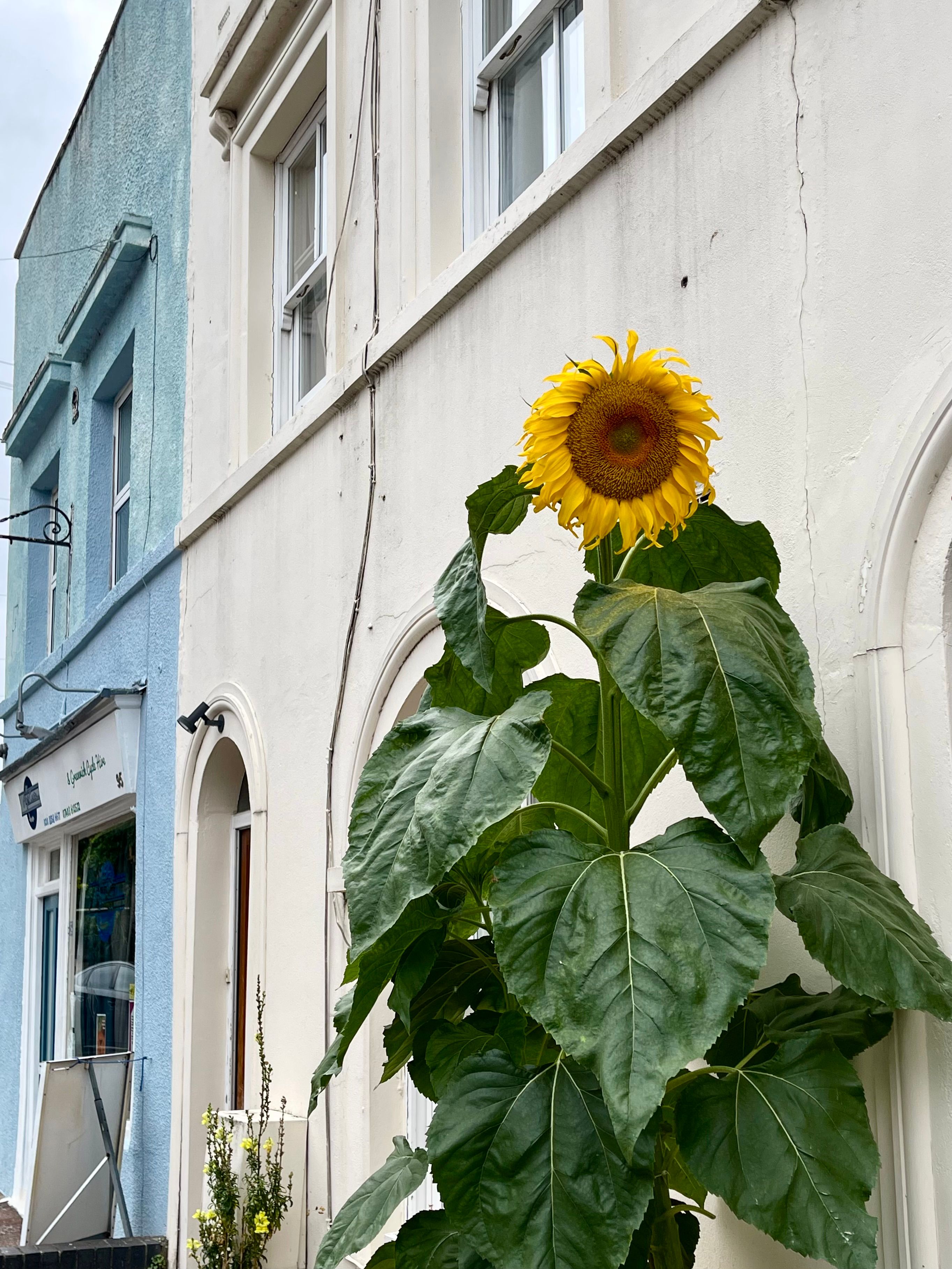 Sunflower Blooming Beside Colorful Urban Building · Free Stock Photo