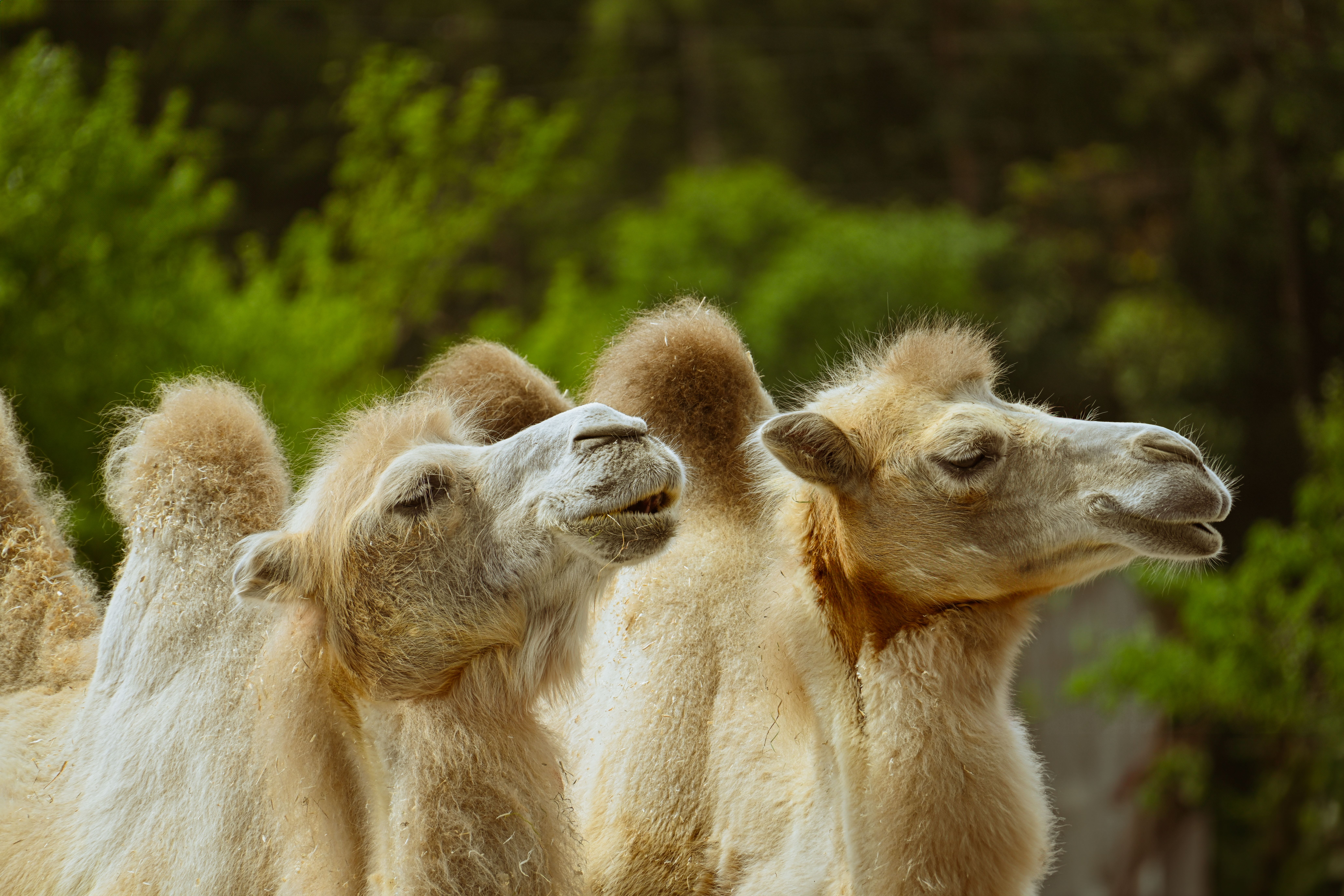 Zoo Animals Photos, Download The BEST Free Zoo Animals Stock Photos ...